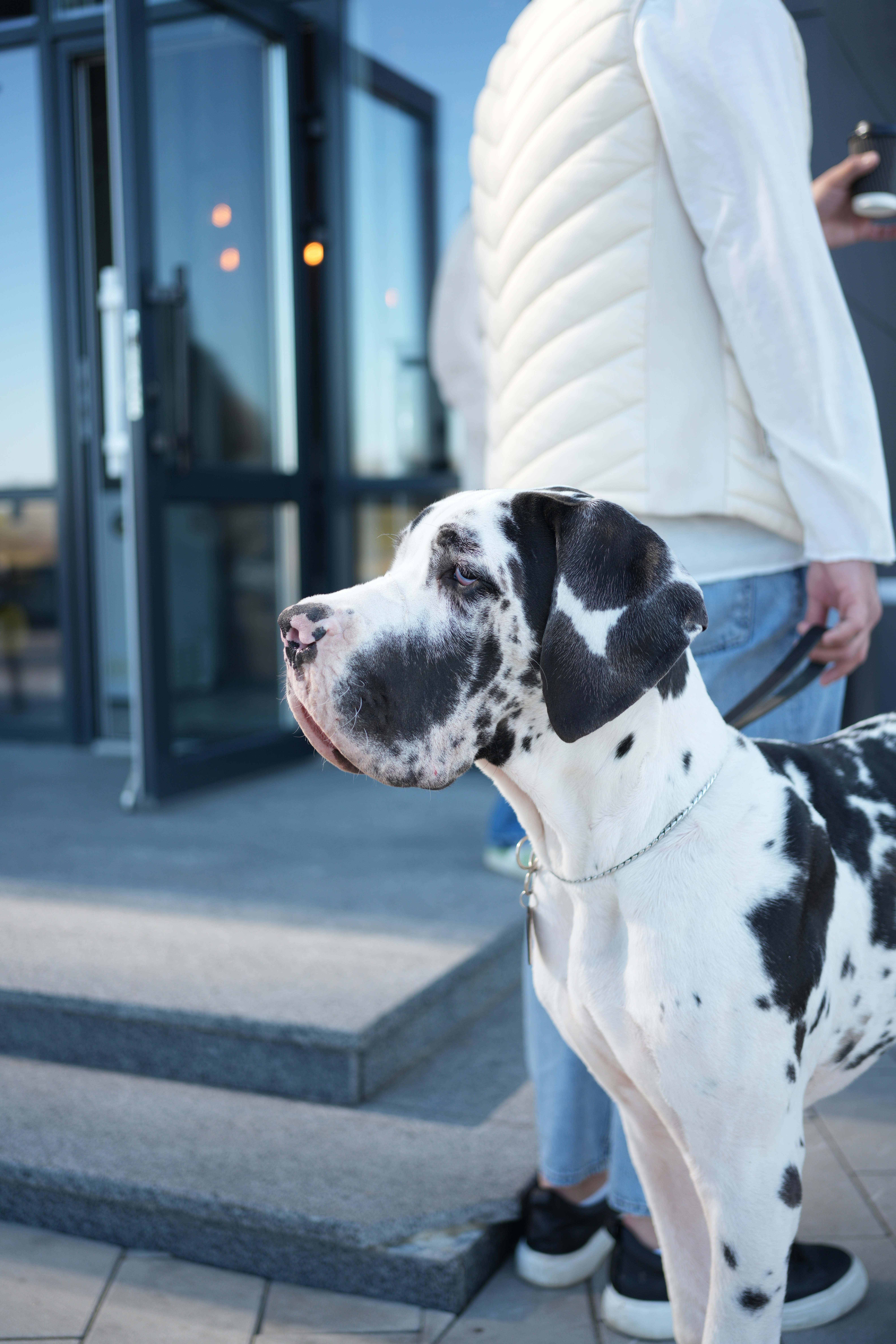 Dapper Great Dane Stance at the Museum Entrance