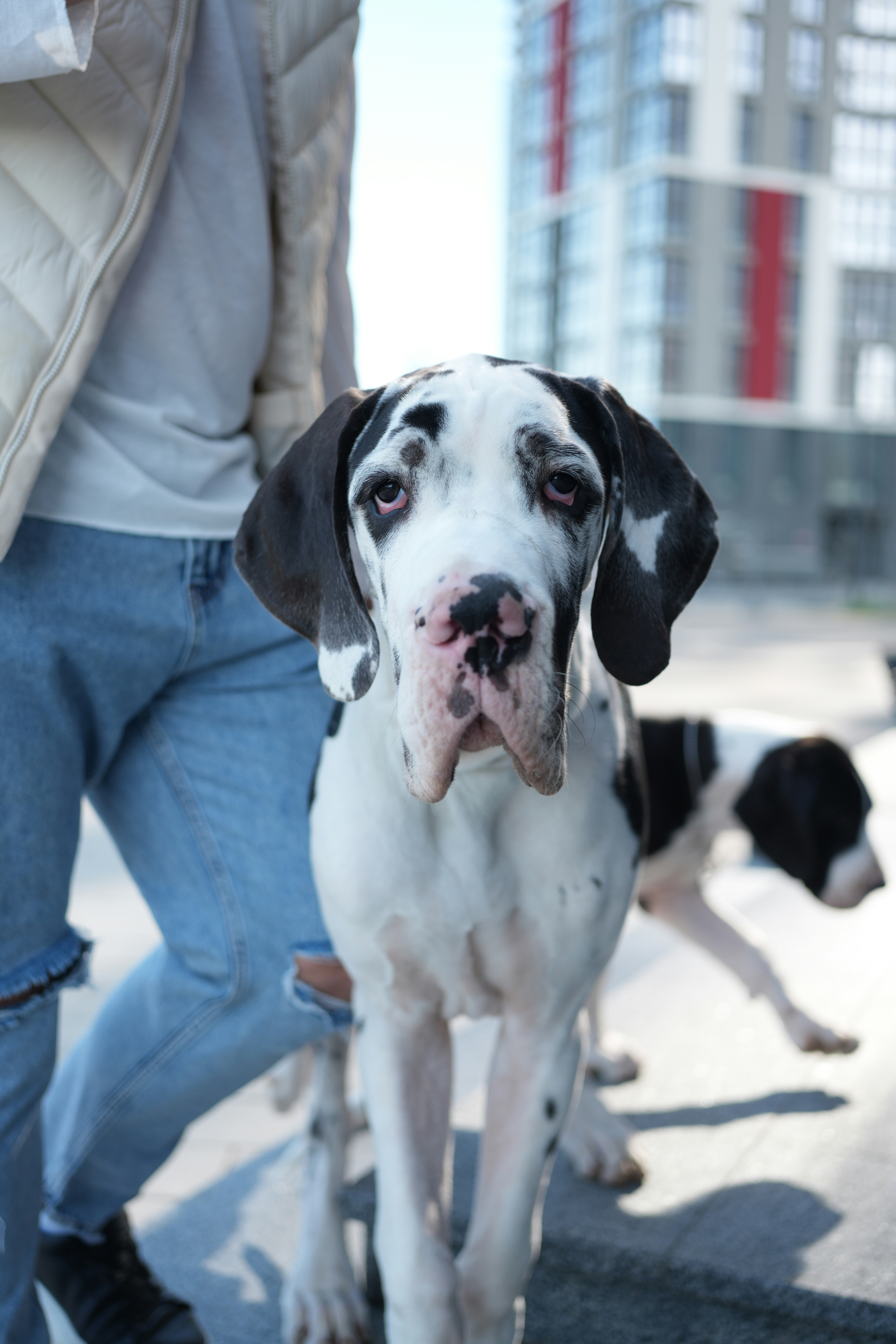 Portrait of a Gentle Giant: The Dalmatian with Urban Backdrop