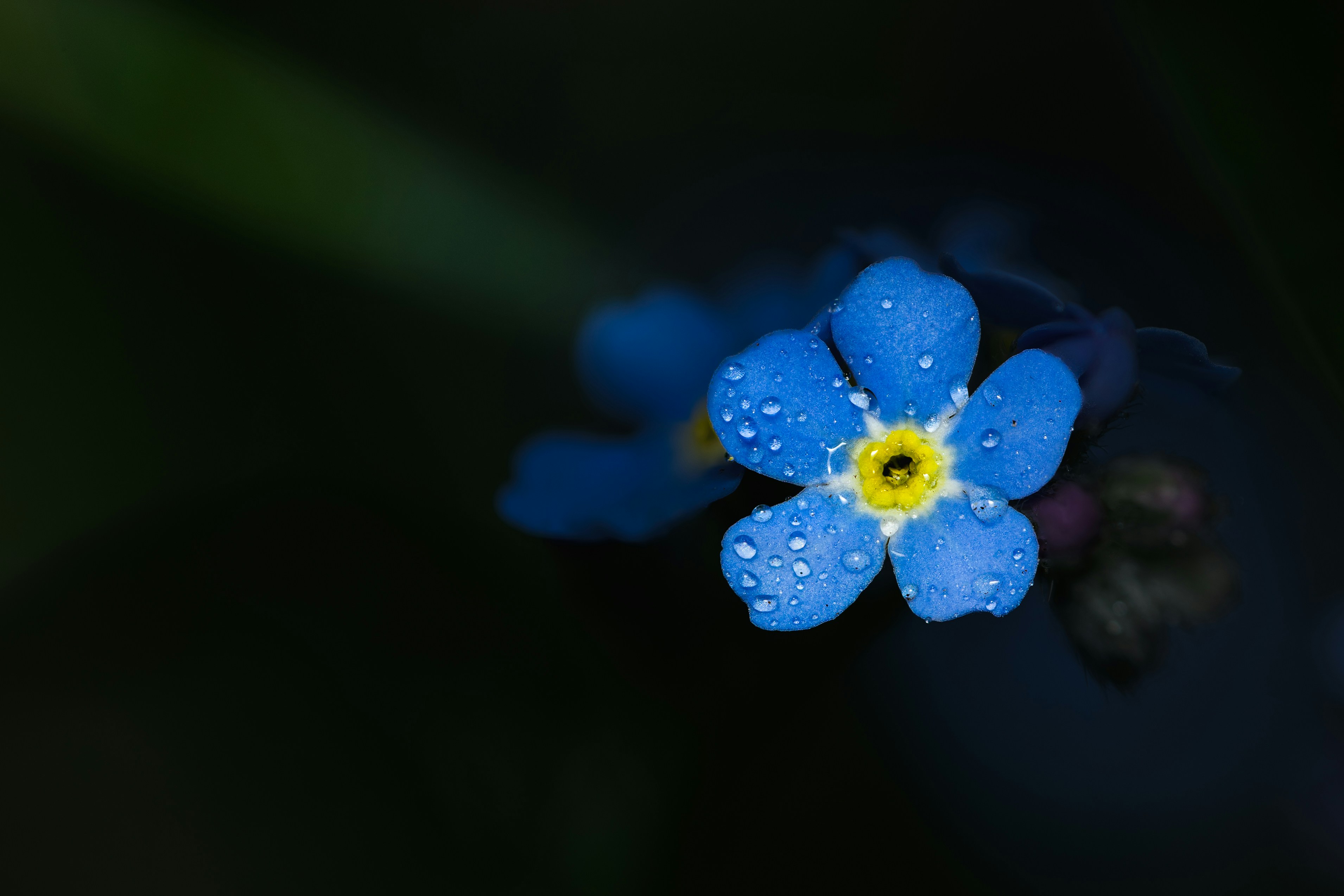 Blue Blossom with Dew: A Quiet Night Macro