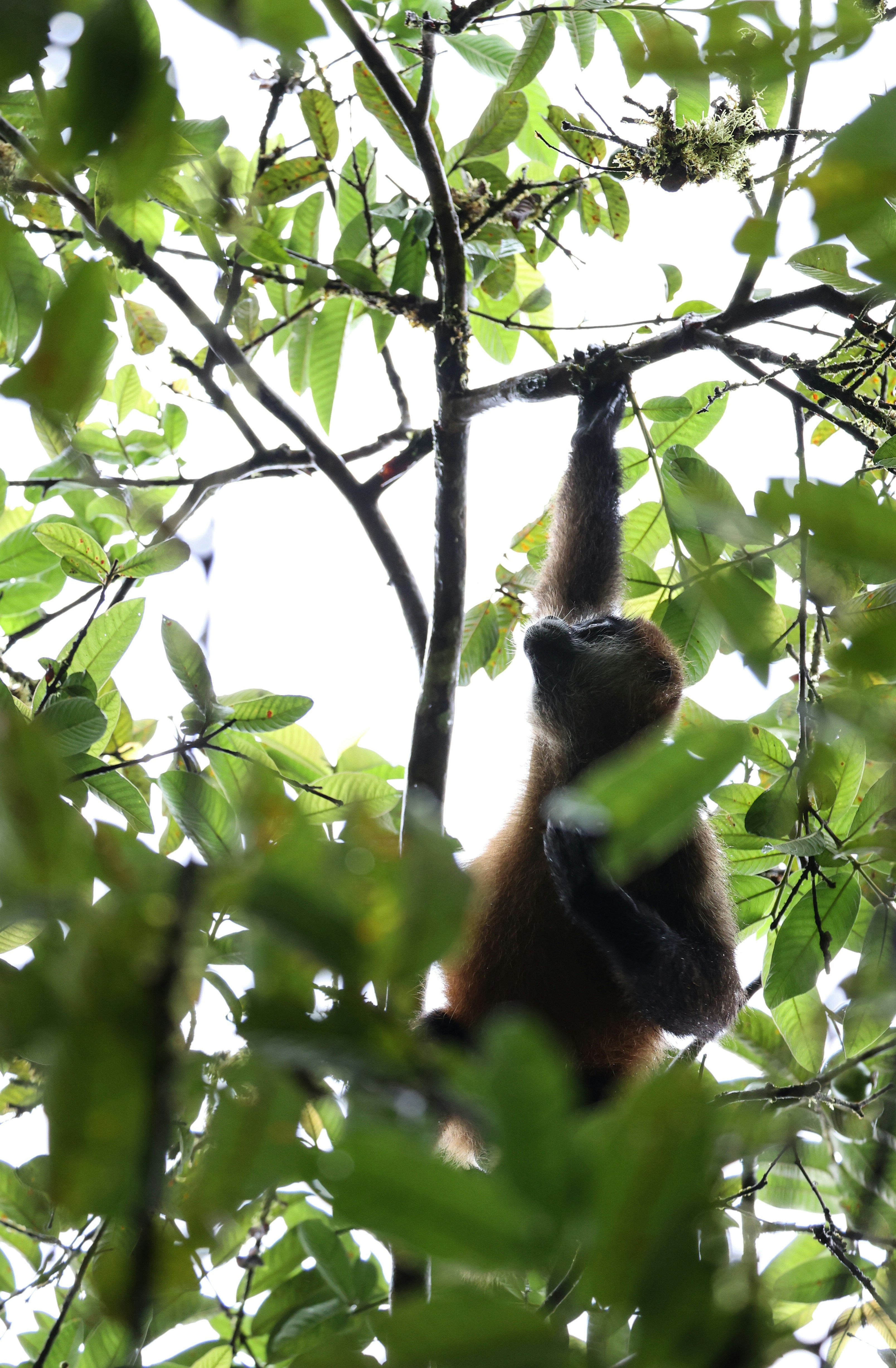 Orange-coated Forest Acrobat Reaching for Nest Amid Green Canopy