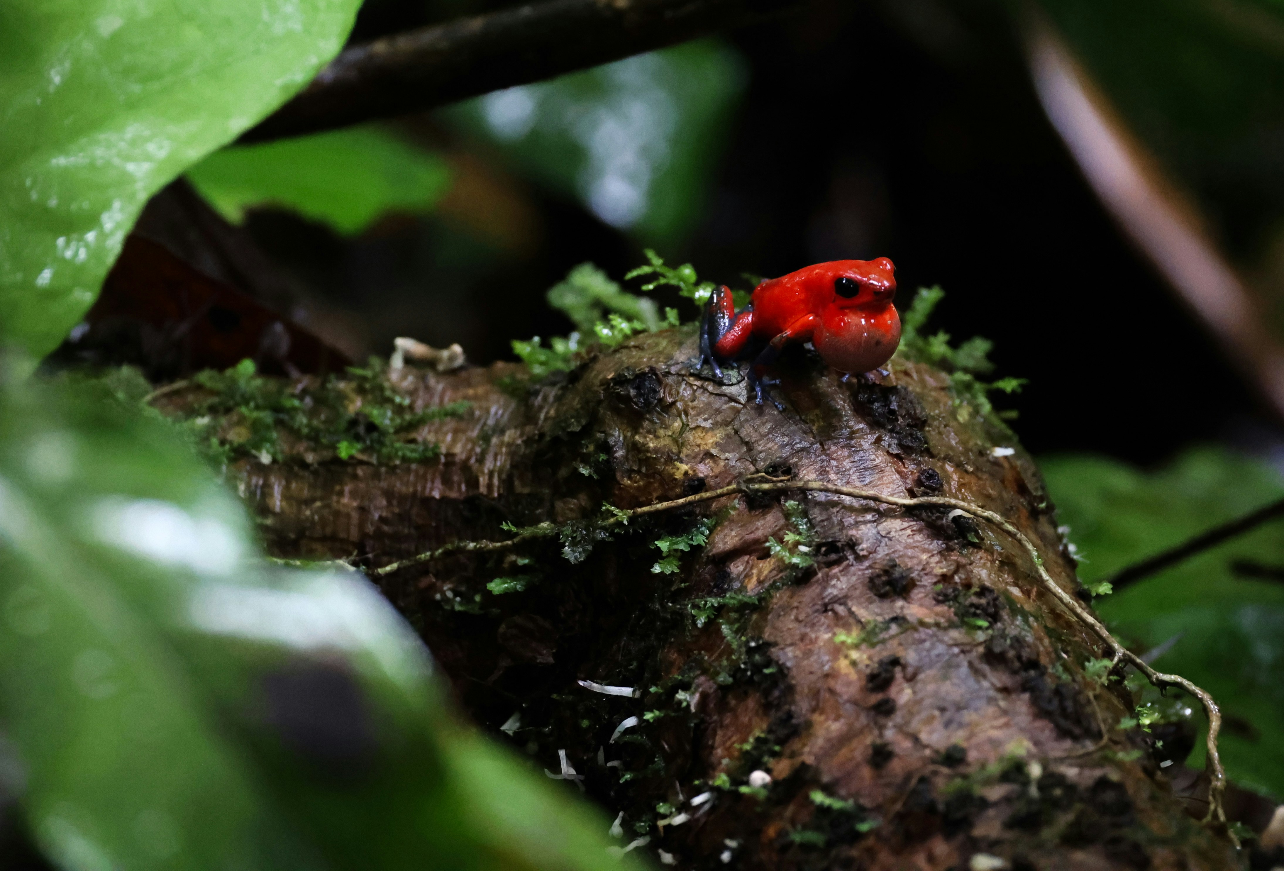 Red Leaper on Mossy Log: A Tiny Bold Hero in the Green Understory