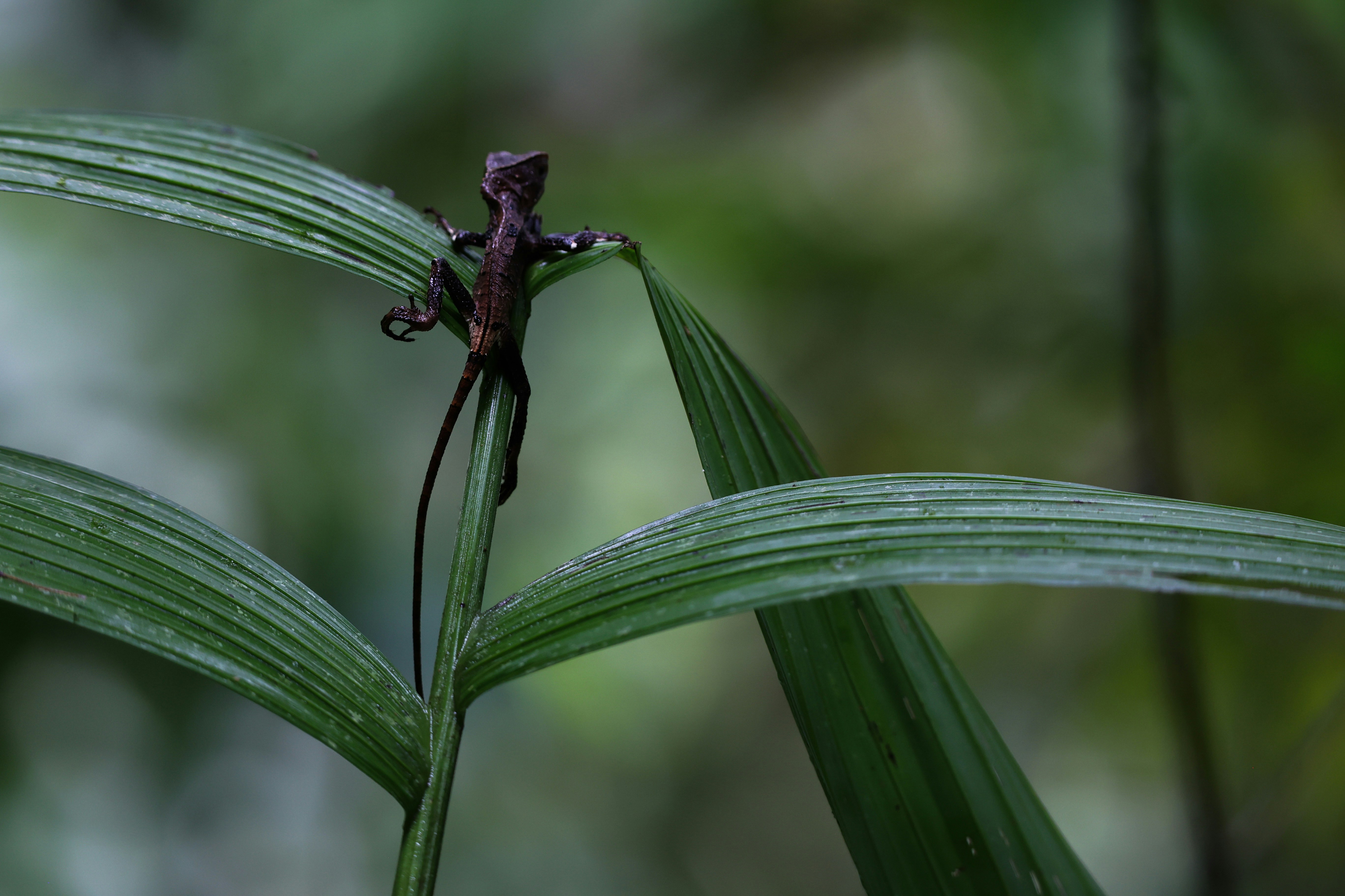 Juxtaposed Needle: A Tiny Insect Adrift on Broad Fronds