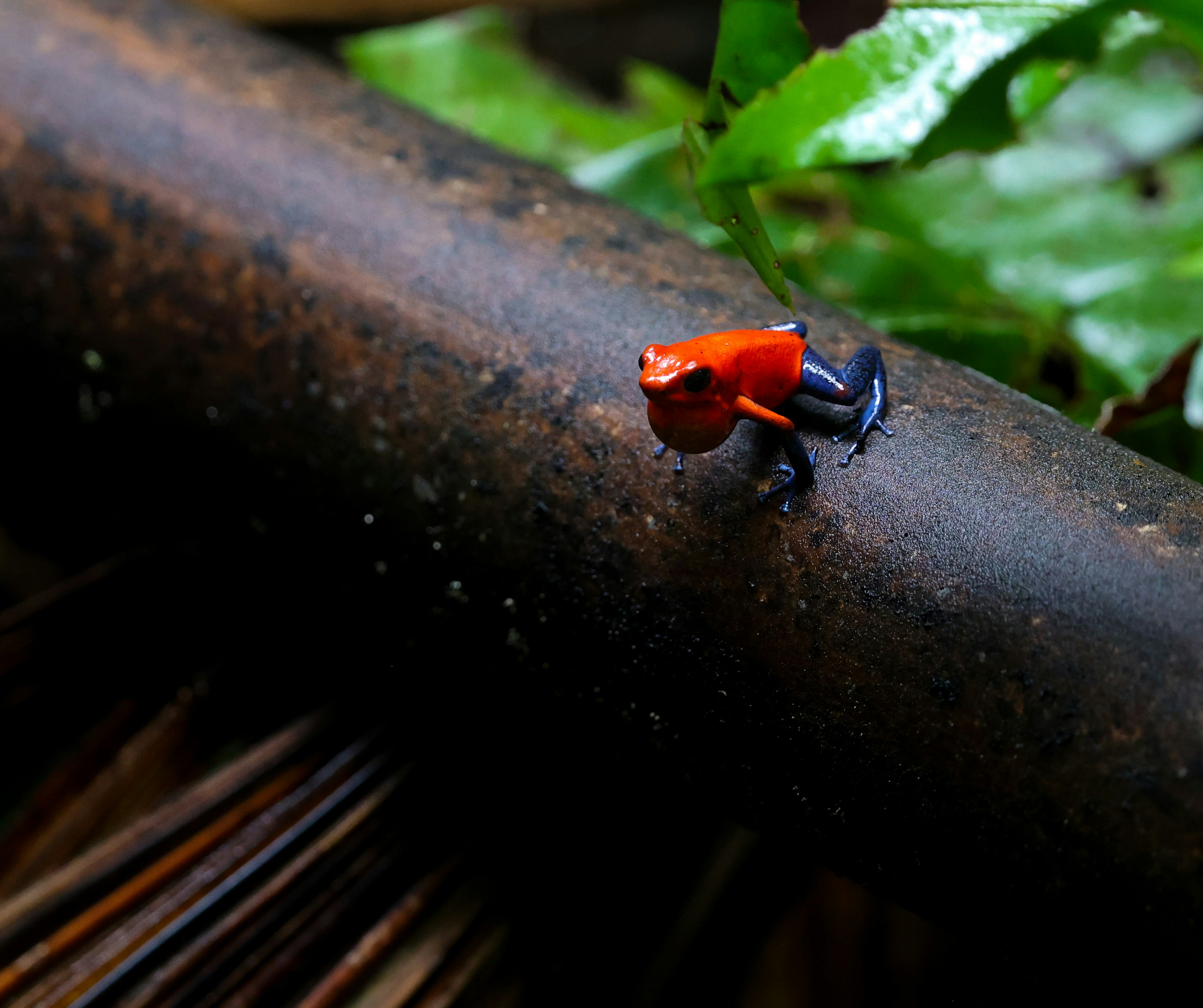 Red-Headed Leaf Frog Trekking a Rusted Path