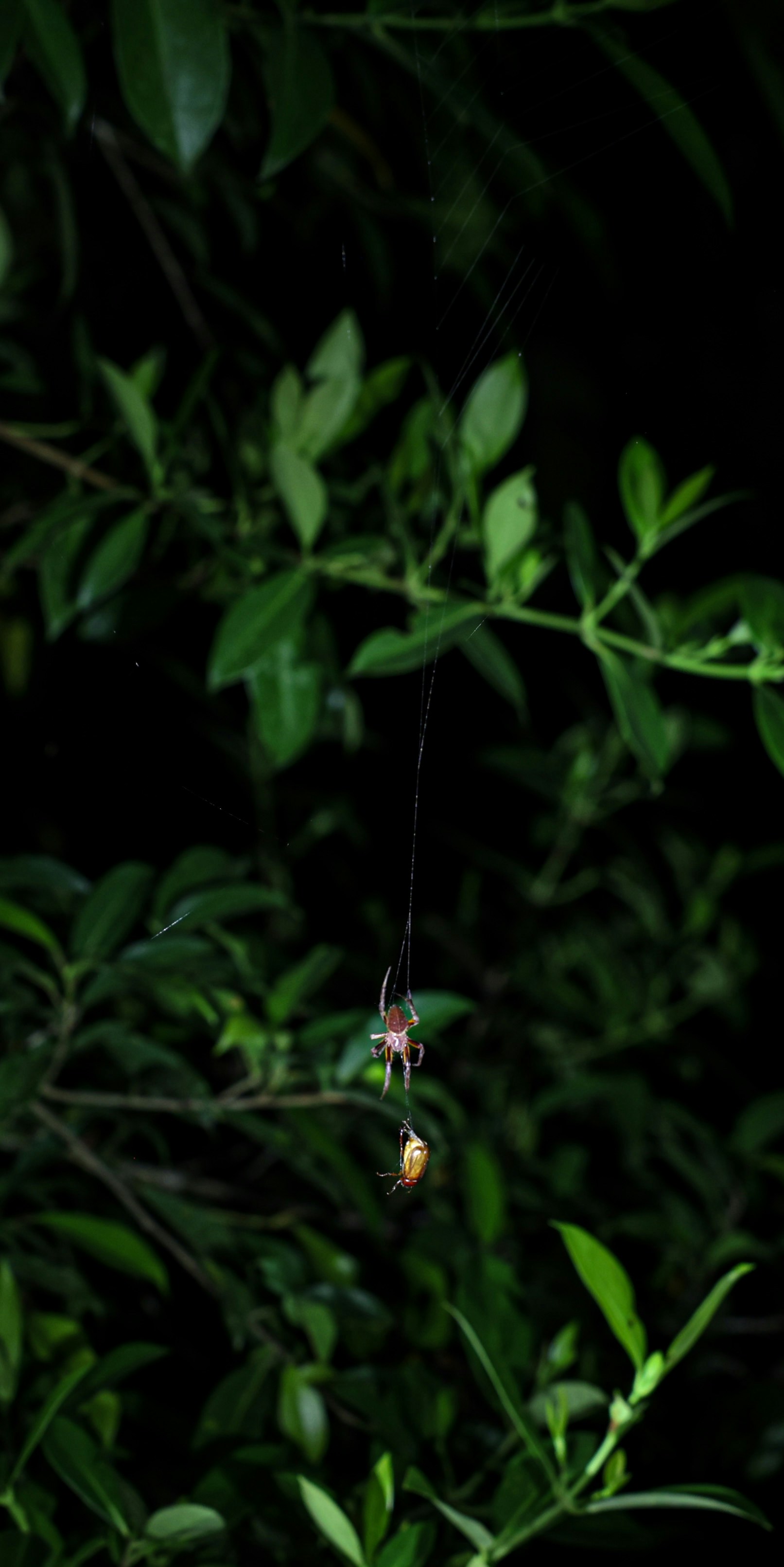 Spider Suspended in a Moonlit Web Above Green Shadows