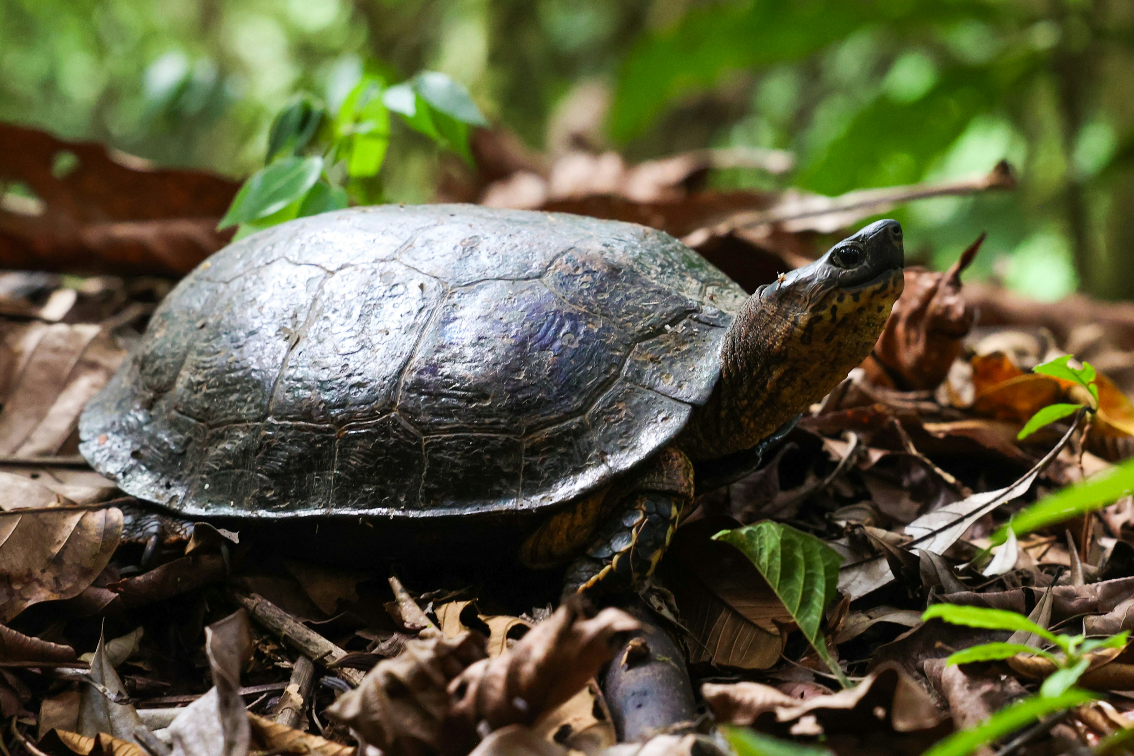 Forest floor resident: a basking turtle amid leaves and green hints