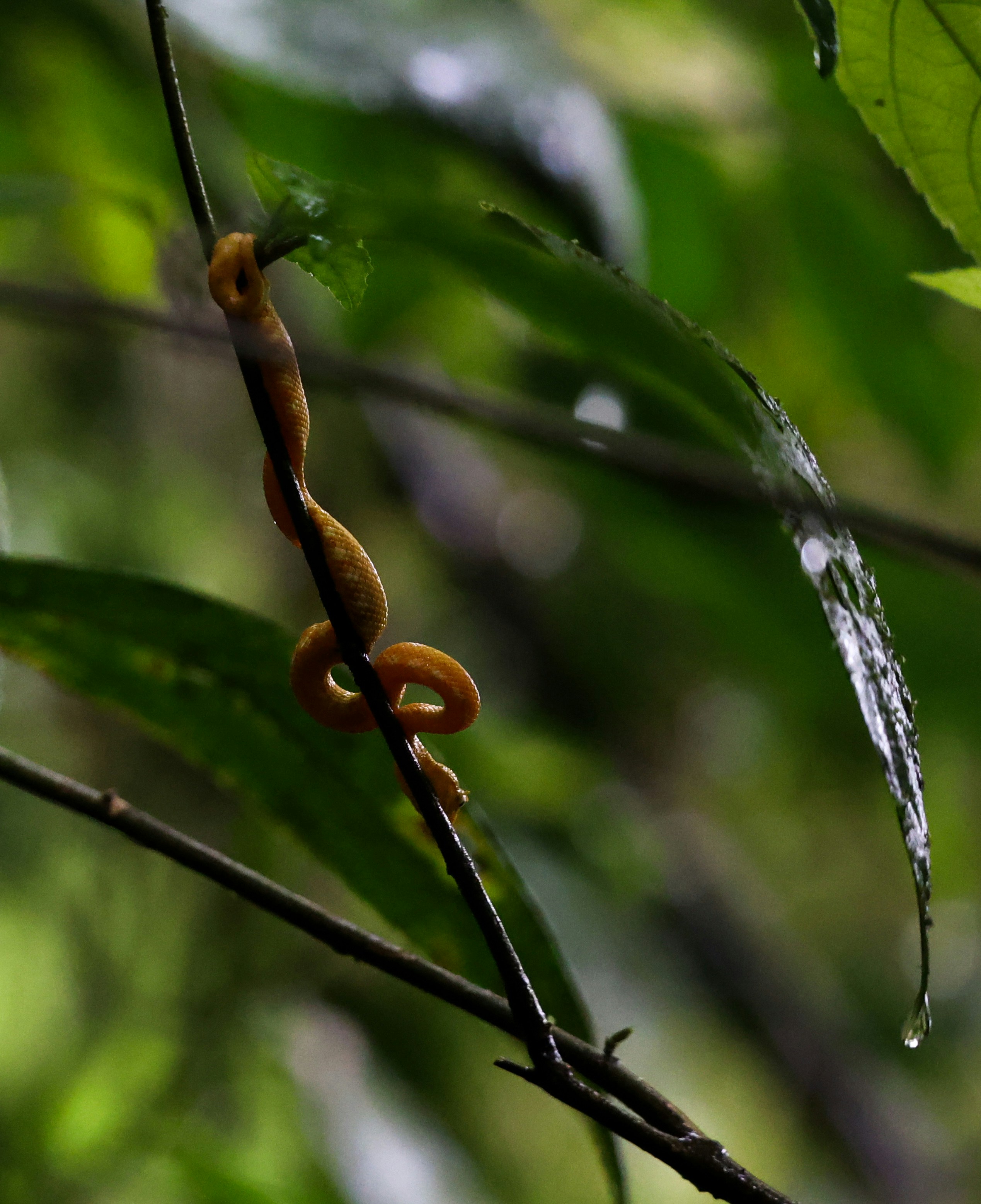 Coiled Vine Spotlight on a Winding Bud