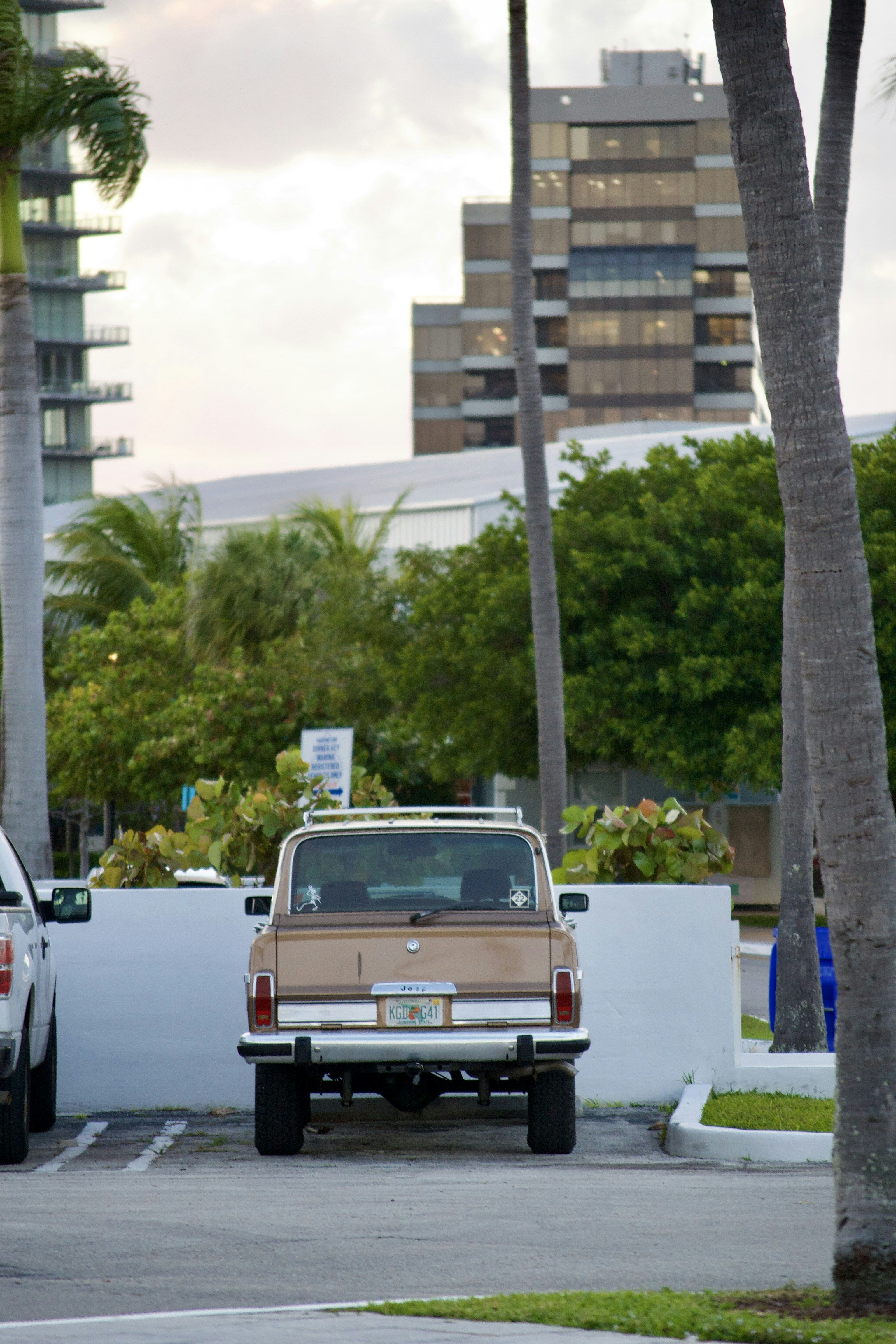 Midday Parking Between Palms: a Quiet Urban Portrait