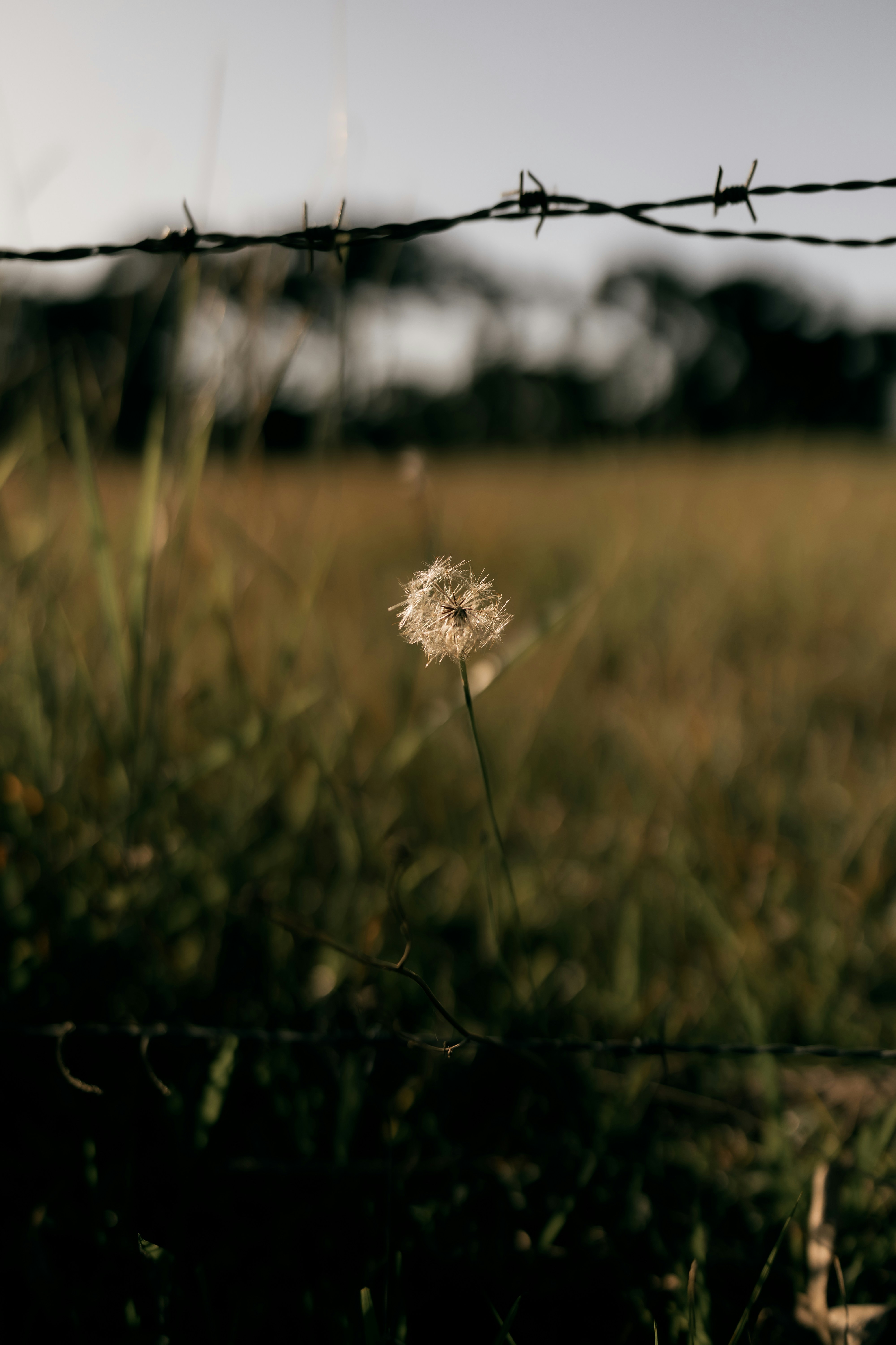 Dandelion Sentinel Over a Quiet Fence