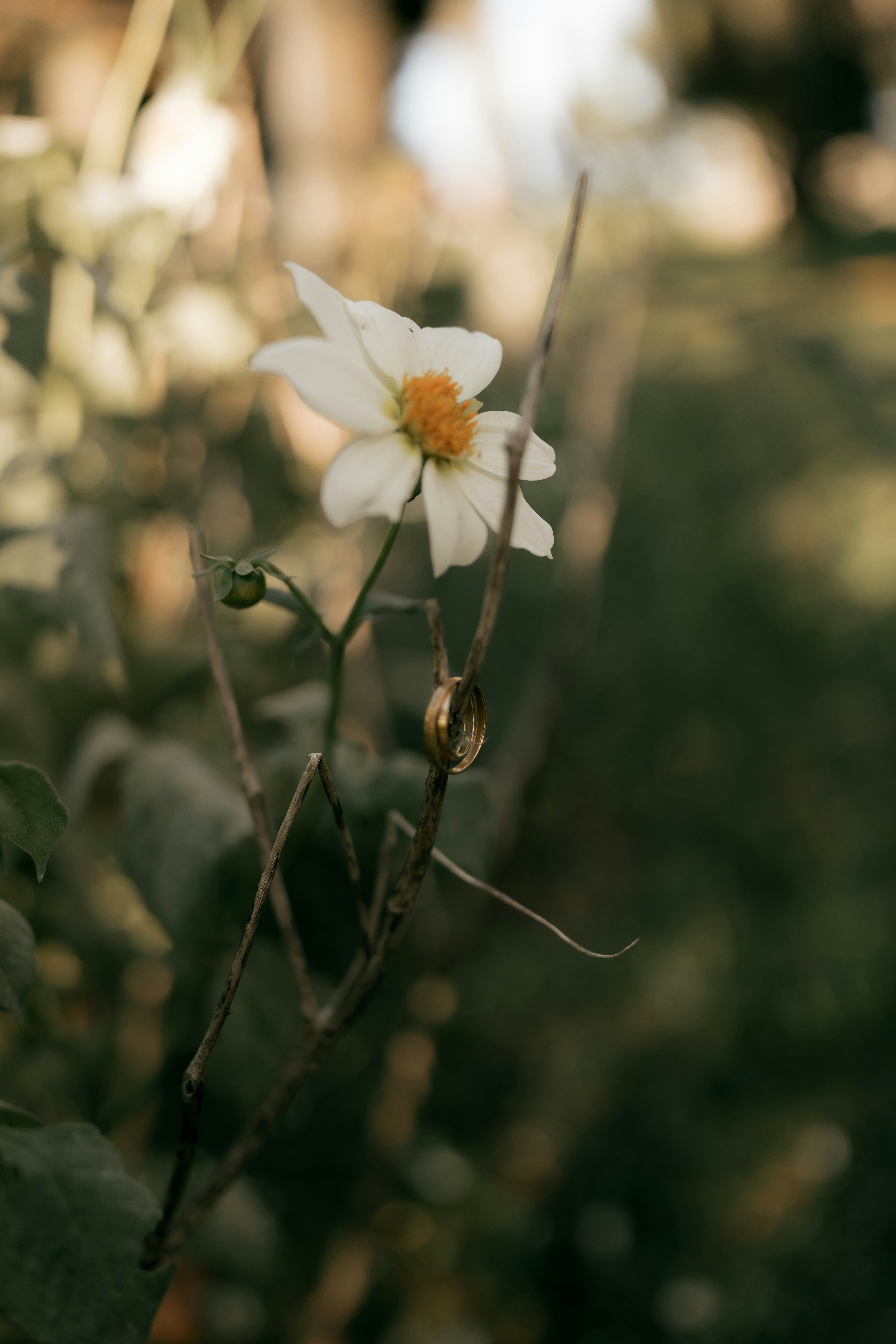 White bloom with amber center rising from a delicate twig