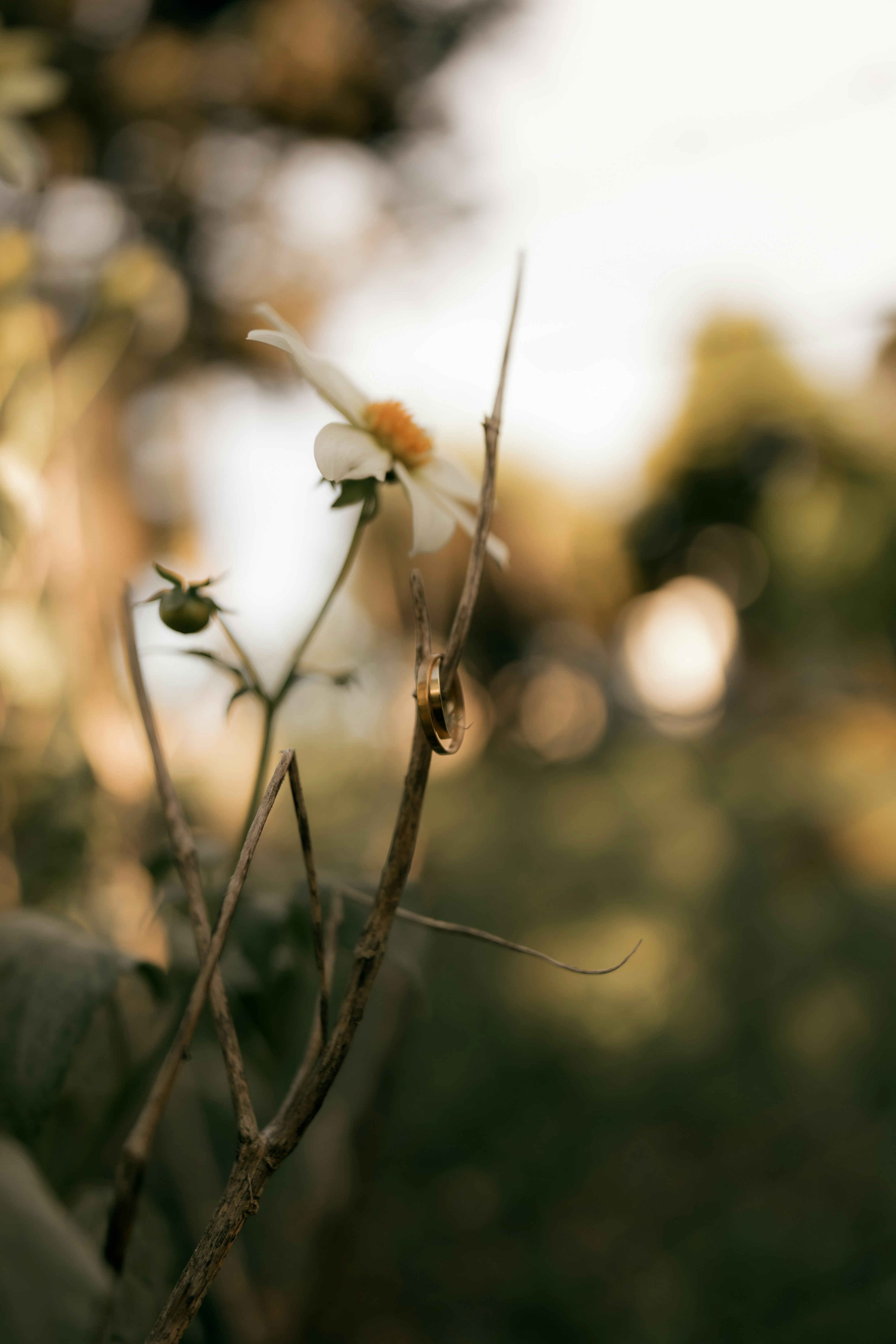 Close-up of a delicate white flower with a curled petal and dried stem in a soft bokeh garden