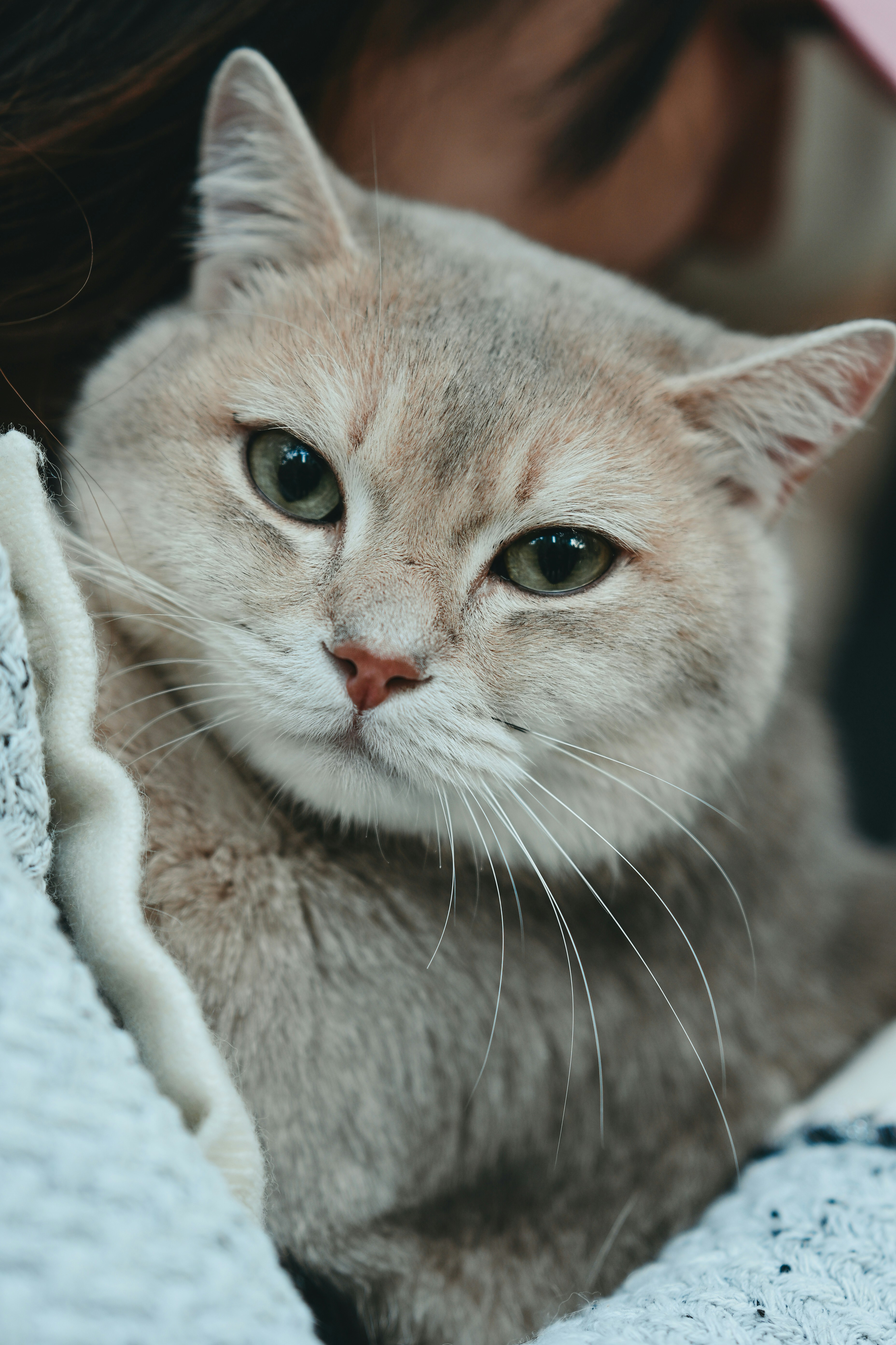 Close-Up of a Gentle Cat in Soft Light