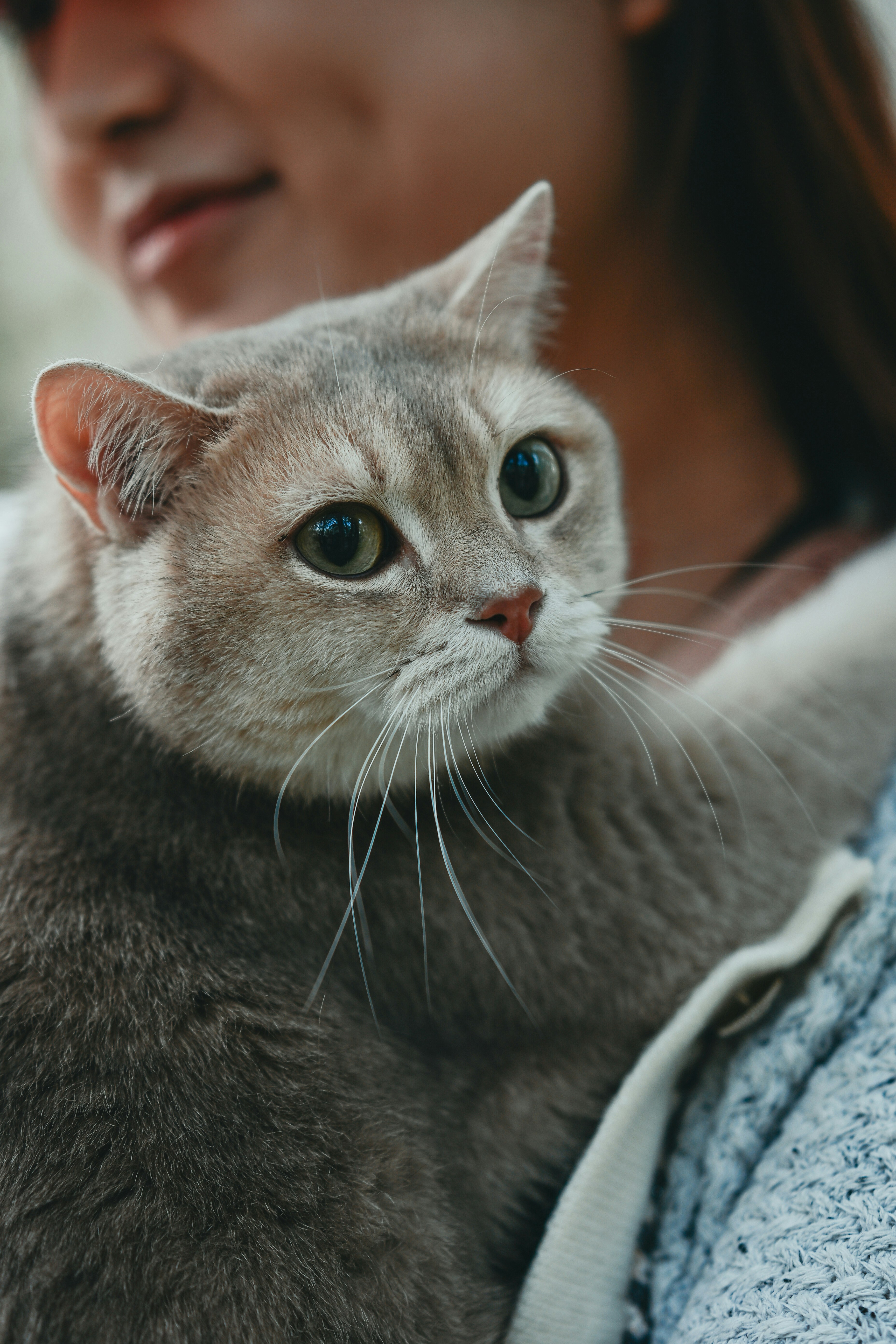 Close-Up of a Gentle Cat in a Curled Embrace