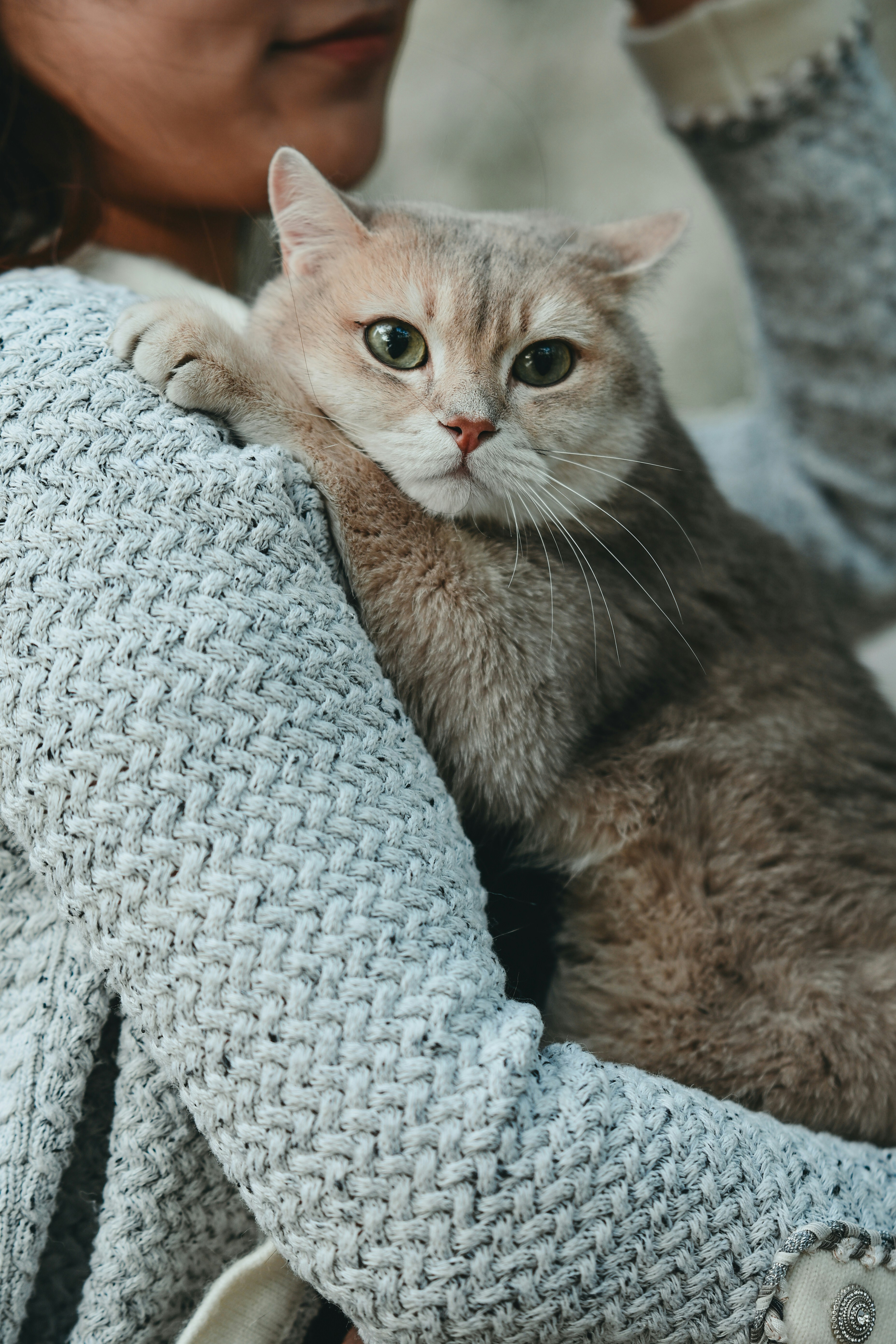 Comfort in Soft Coziness: A Cat Snuggled in a Woolen Embrace