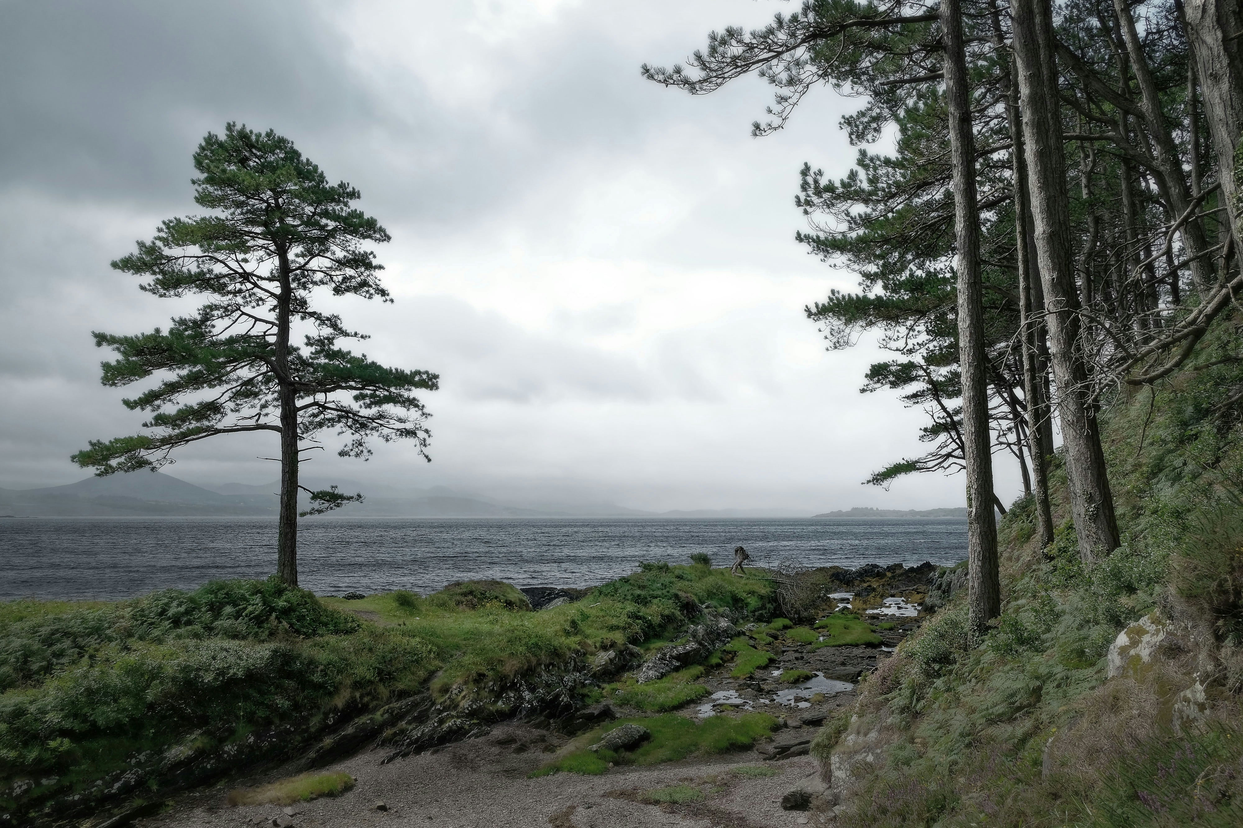 Coastal Pines at the Edge of Silence