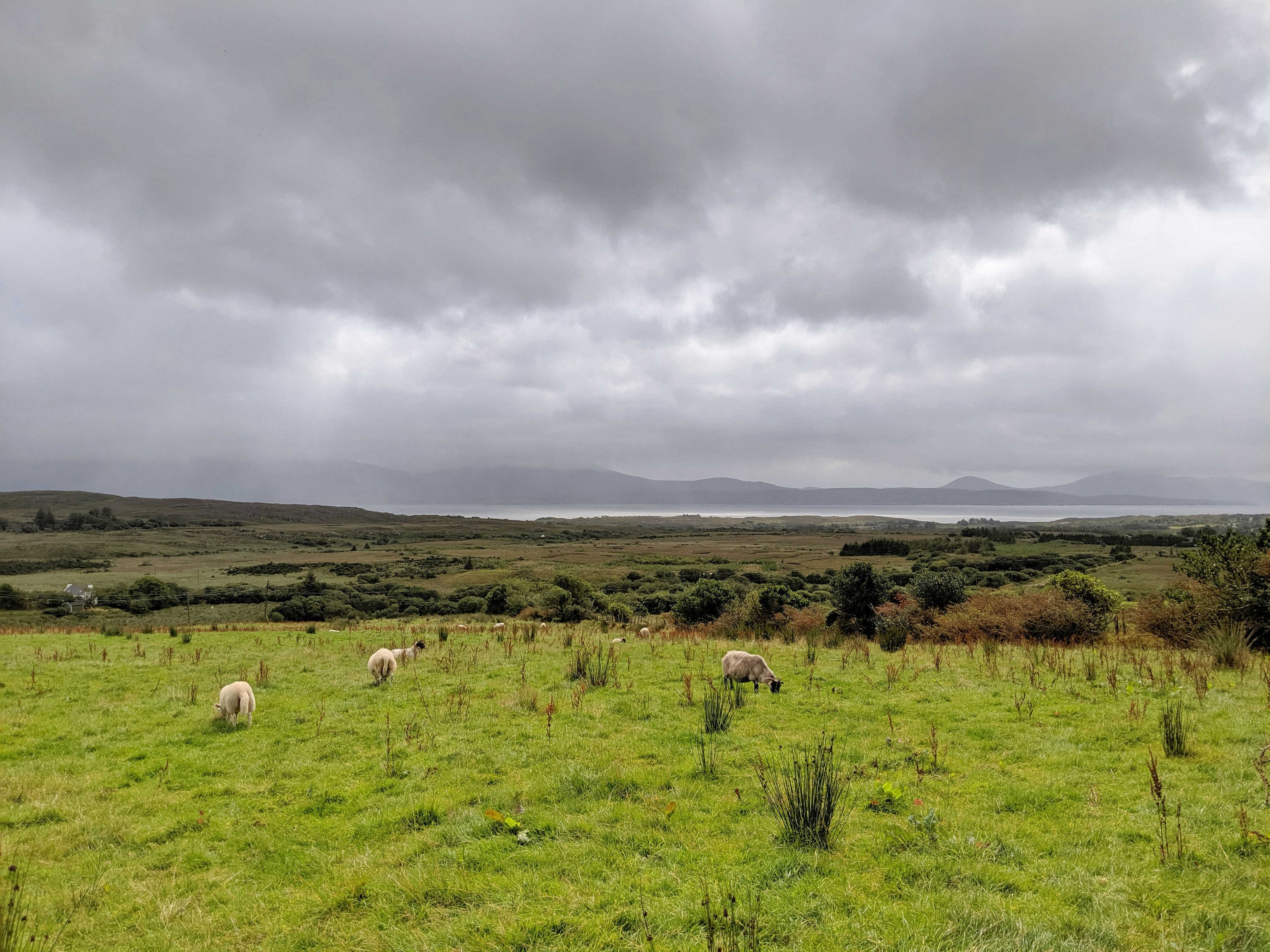 Pasture at the Horizon: Sheep in Soft Light over Rolling Coastal Plain