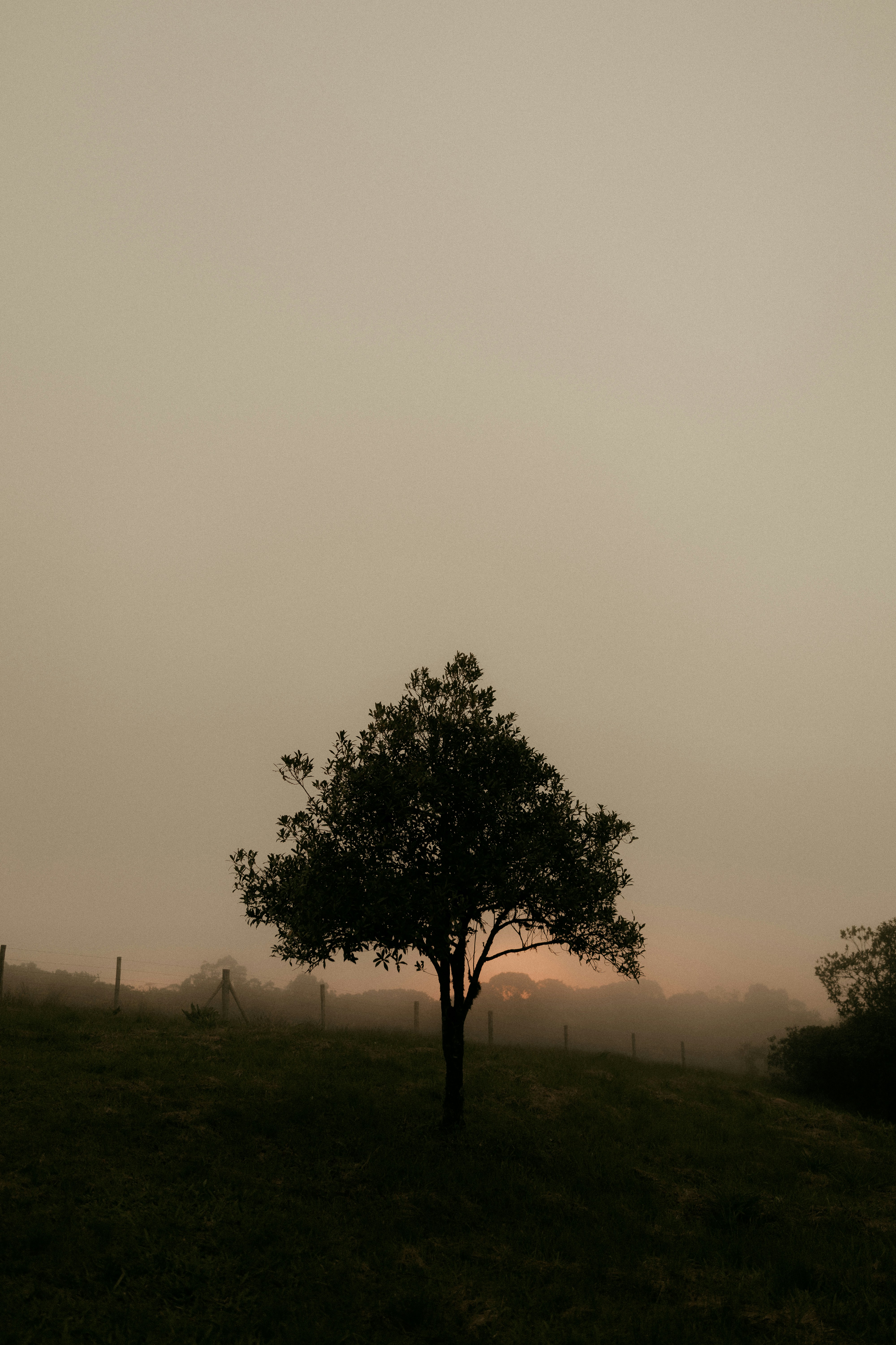 Silhouette at Dusk: A solitary tree in a foggy field