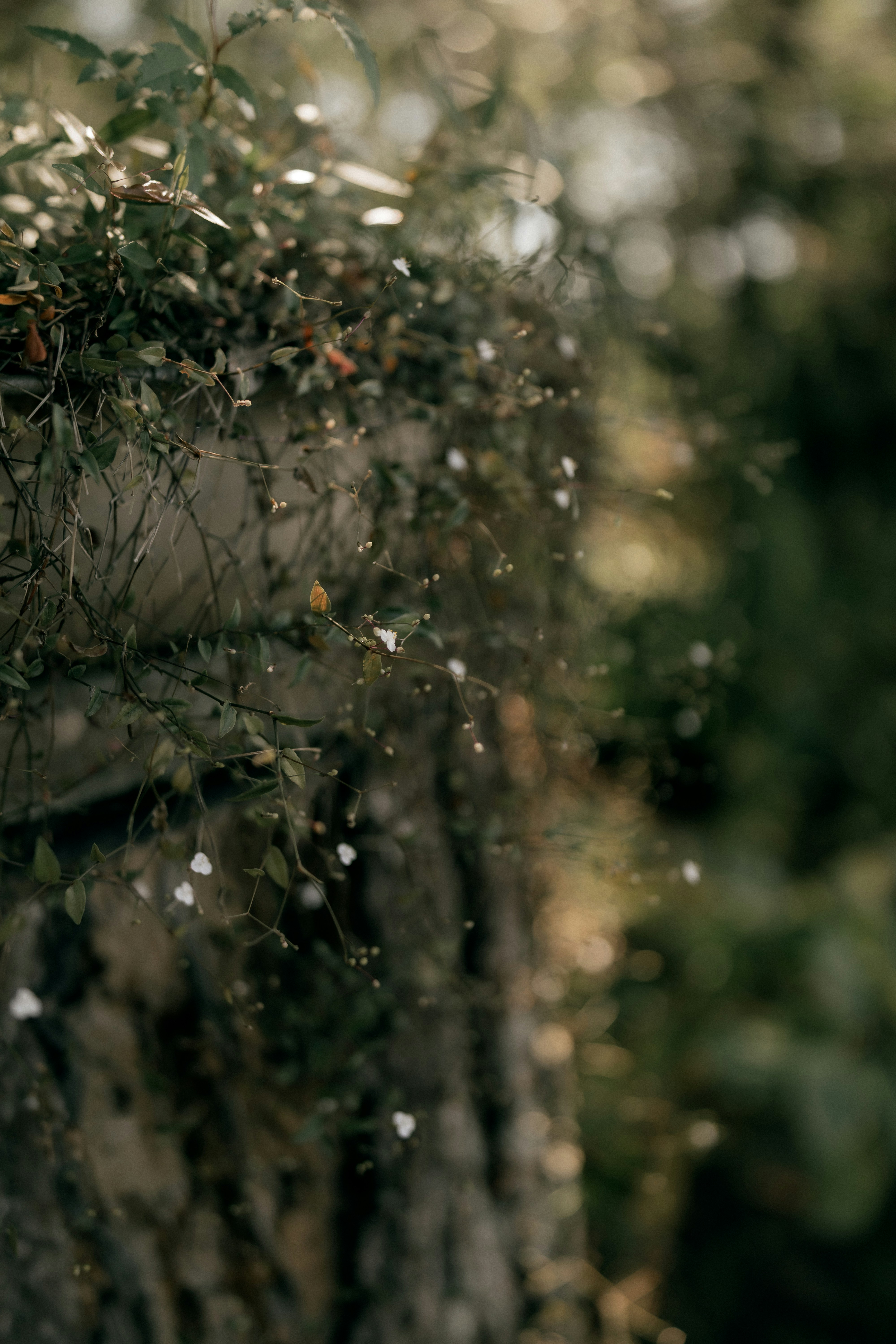Whispering Hedge: Soft Bokeh of Leaves and Dappled Light