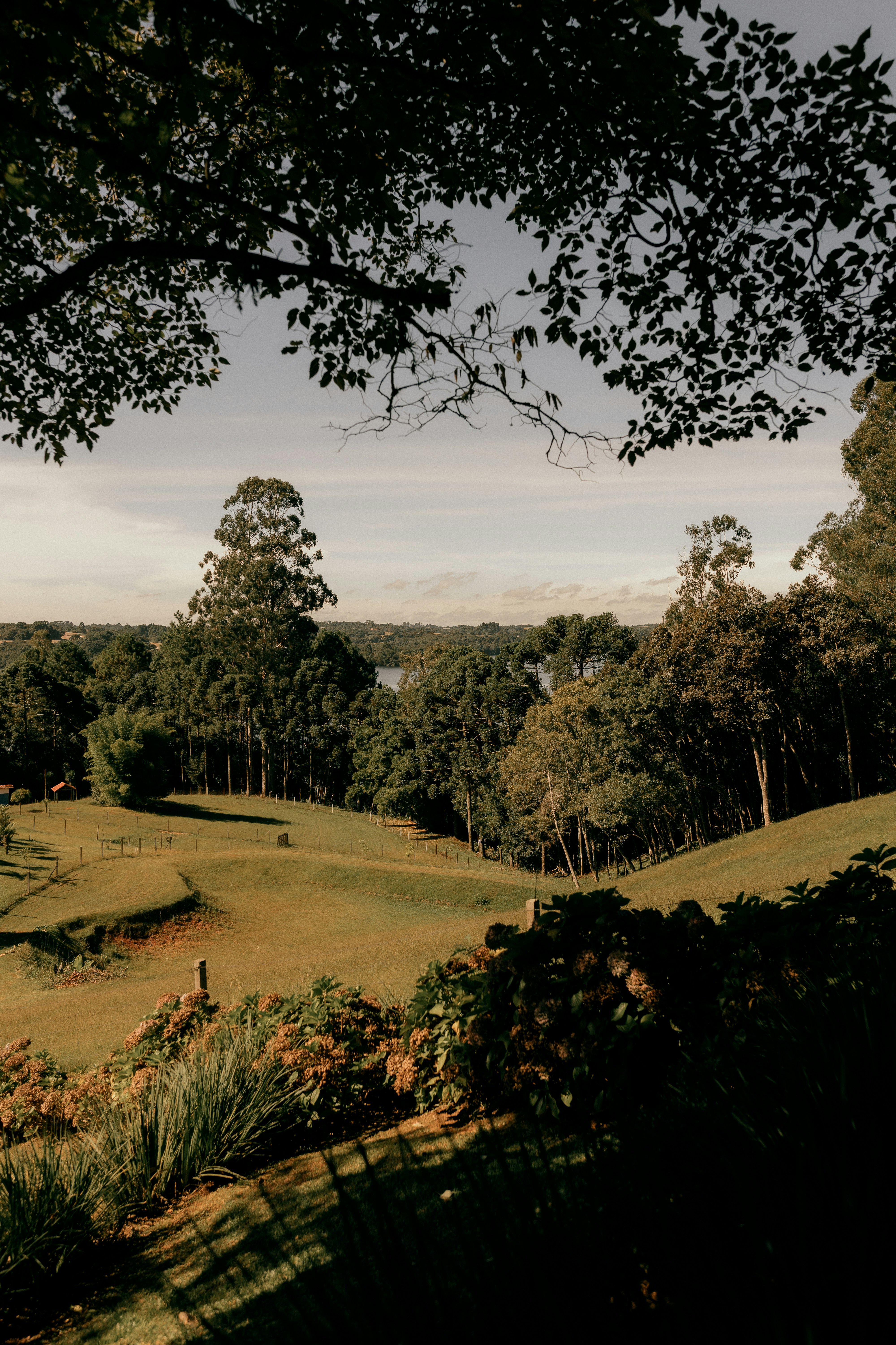 Overhanging branches frame a sunlit fairway valley