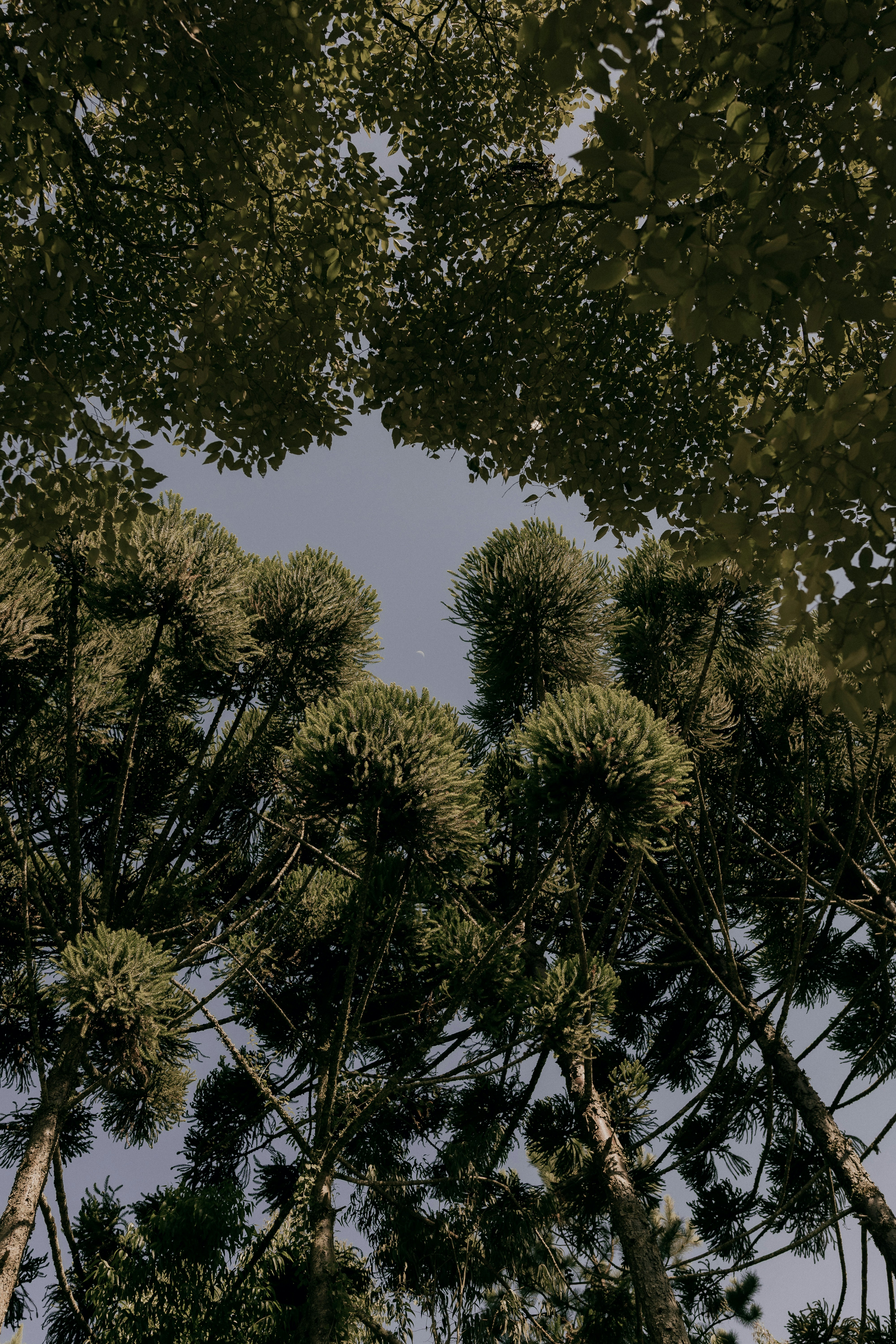 Canopy Convergence: A Skyward View Through Tall Pines