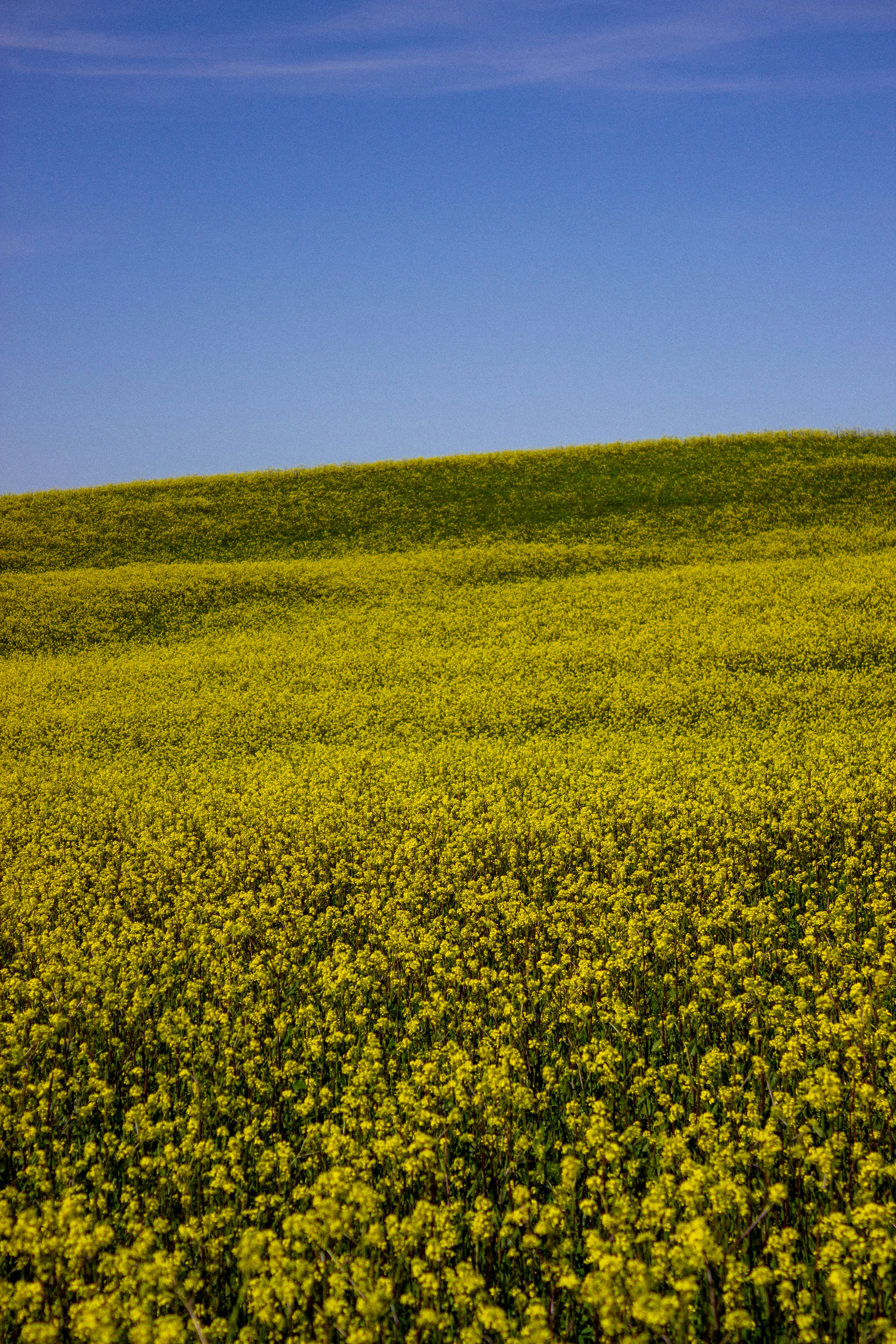 Golden Sea: A Hill of Ramping Canola Under a Quiet Sky