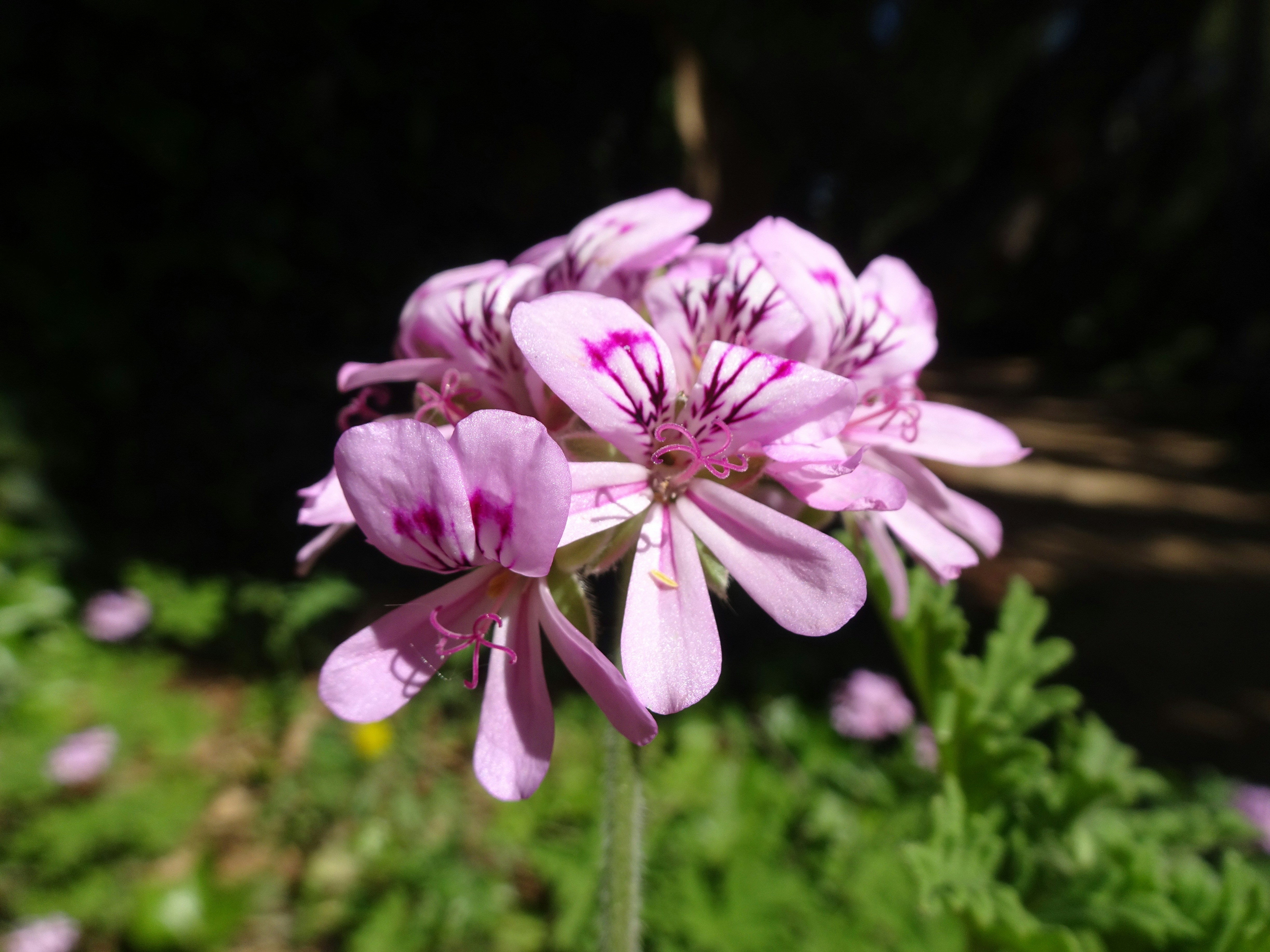 Pink Wildflower Finale: A Cluster of Petals in Soft Backlight
