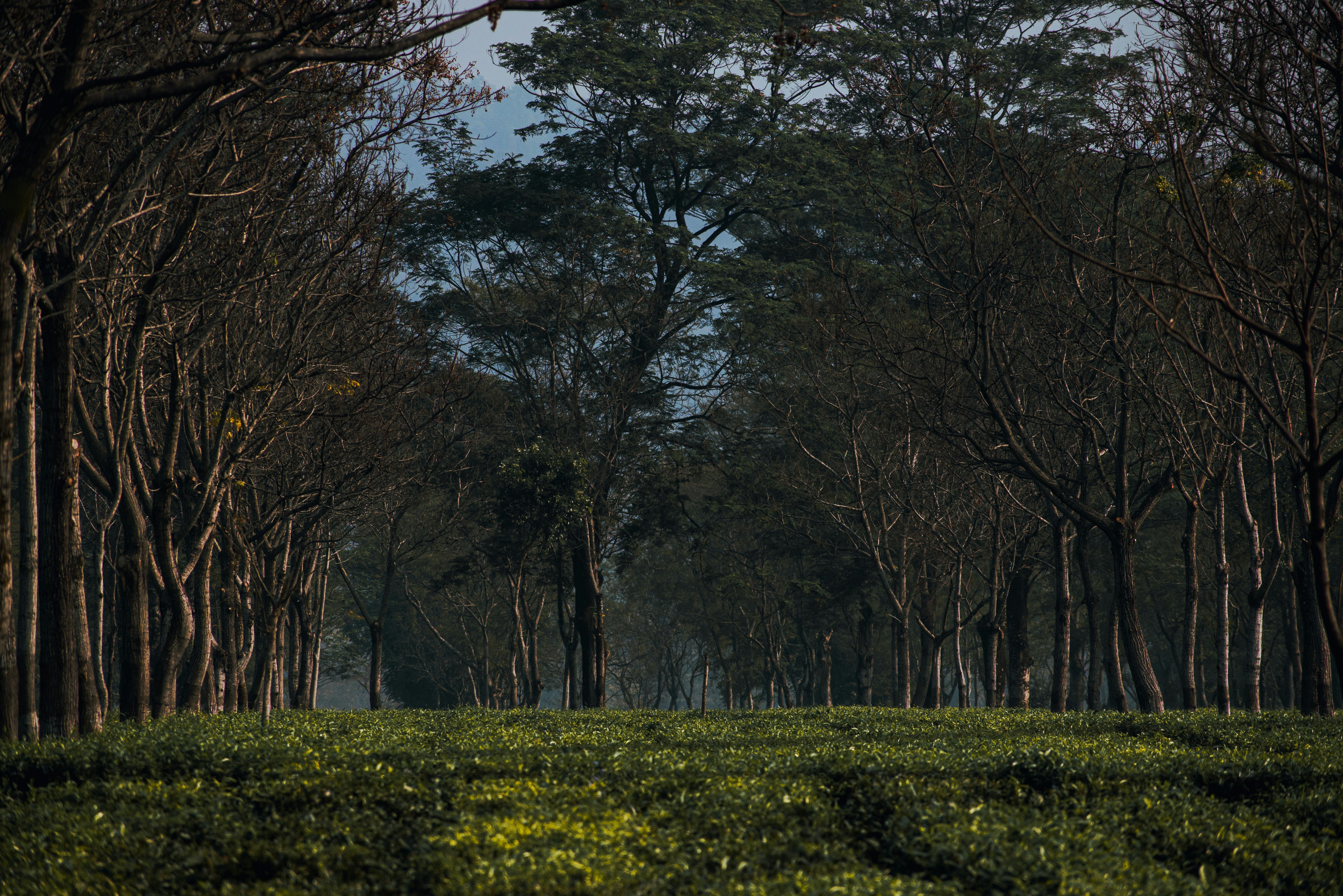 A Tree-lined Path dissolves into morning mist