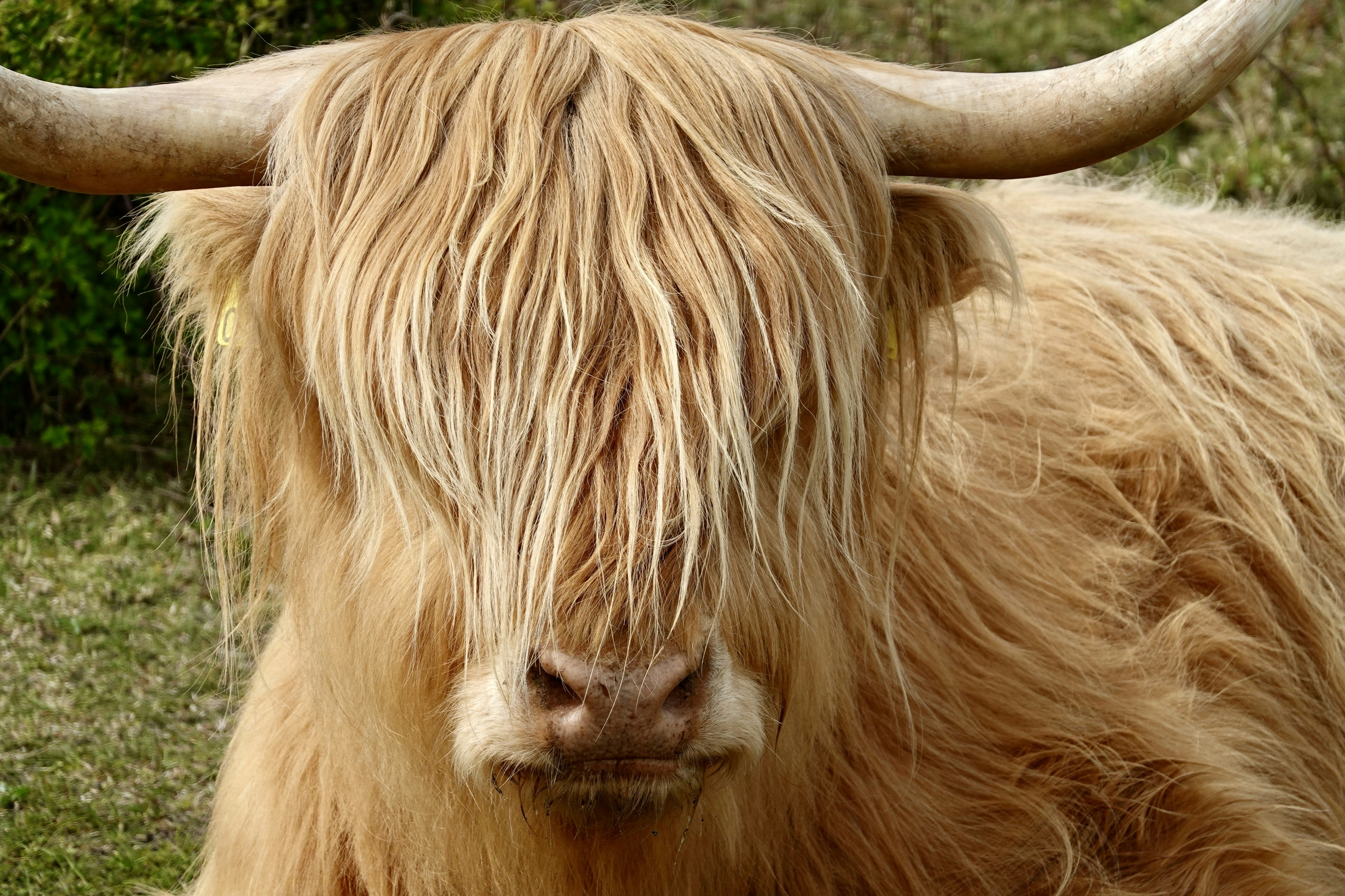 Sunny Highland Majesty: A Highland Cow Stares Down the Lens