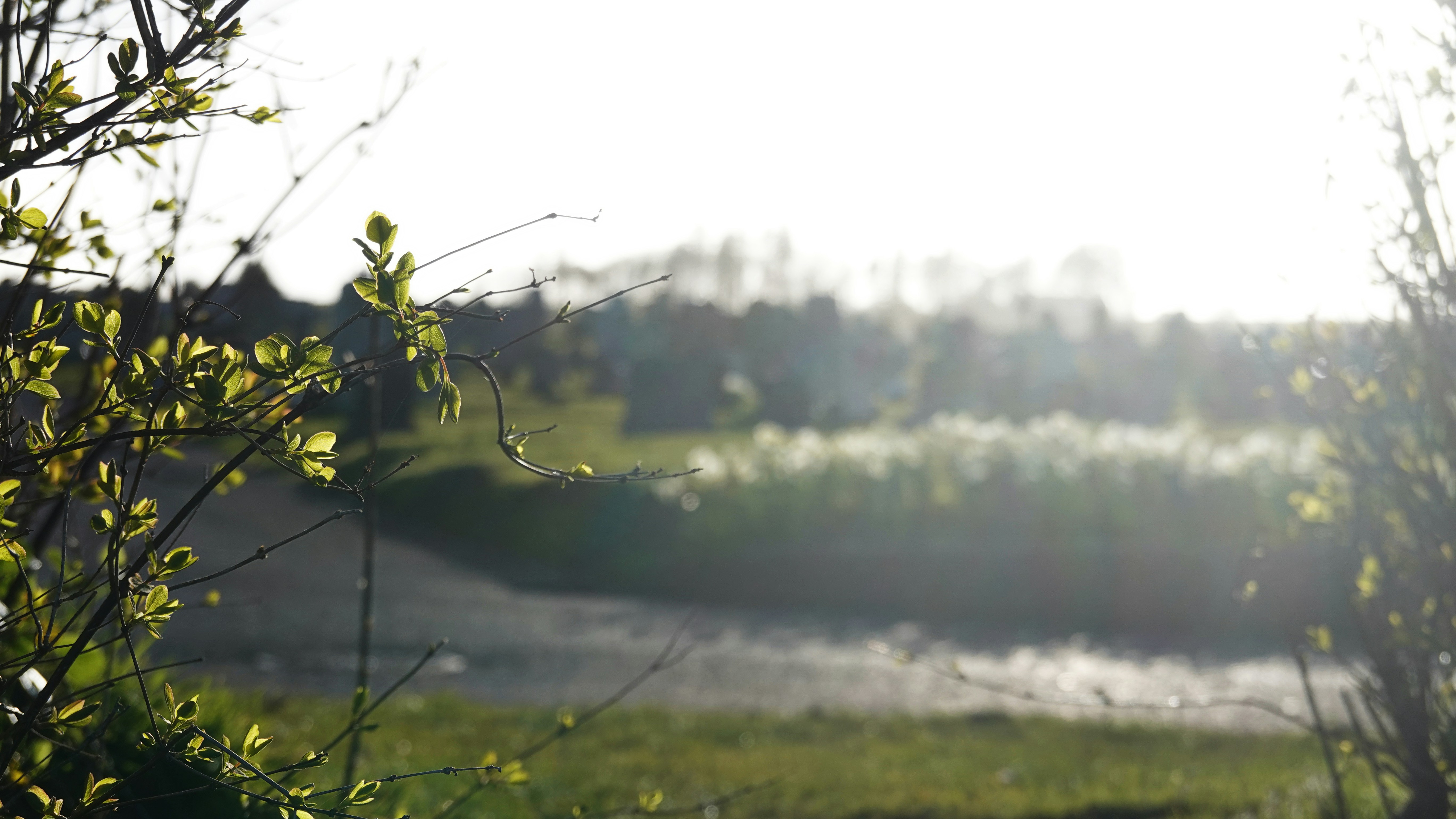 Morning Light Over a Quiet Meadow