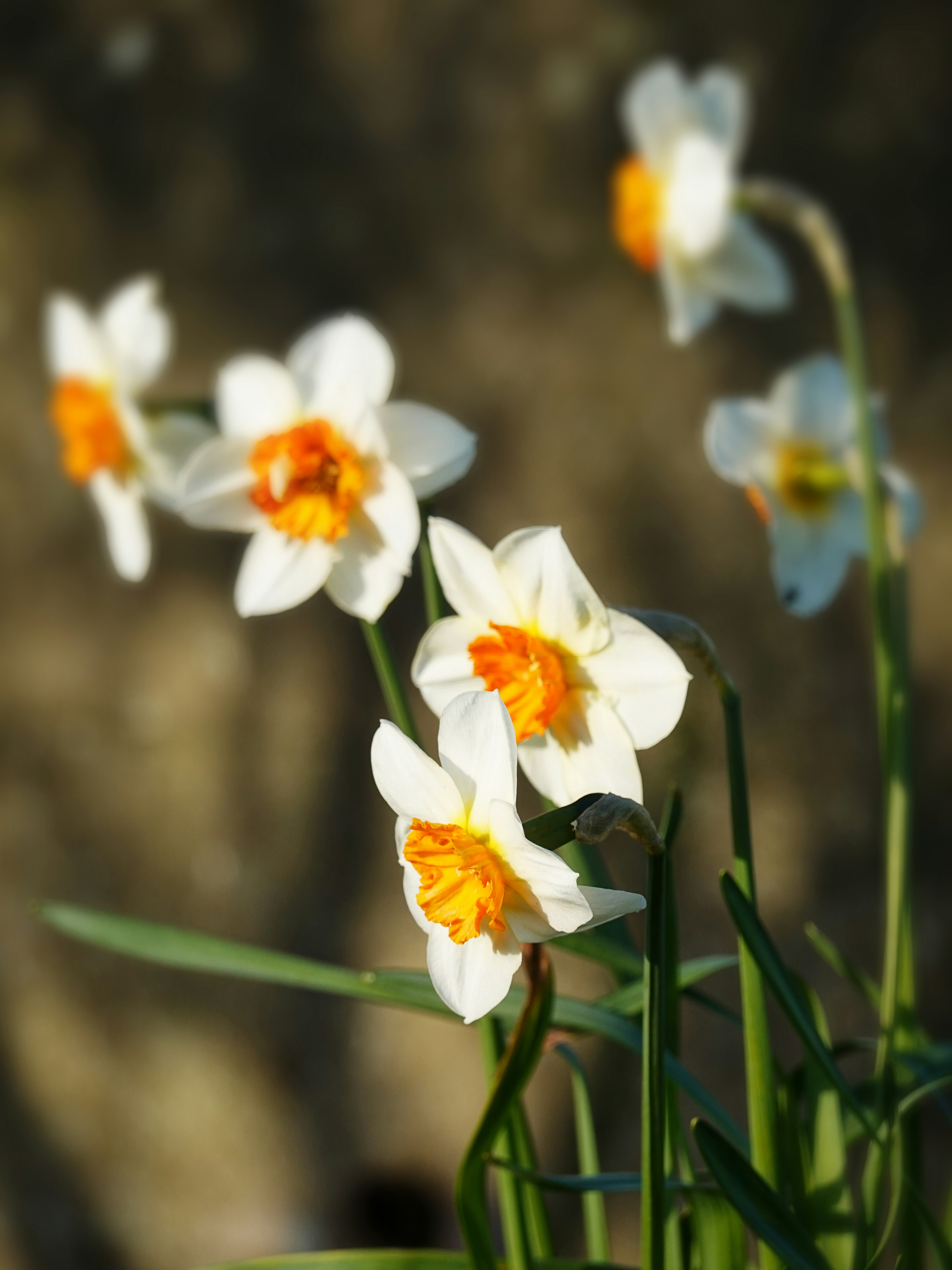 Crystalline Narcissus: A Line of White with Orange Cores Against a Blurred Backdrop