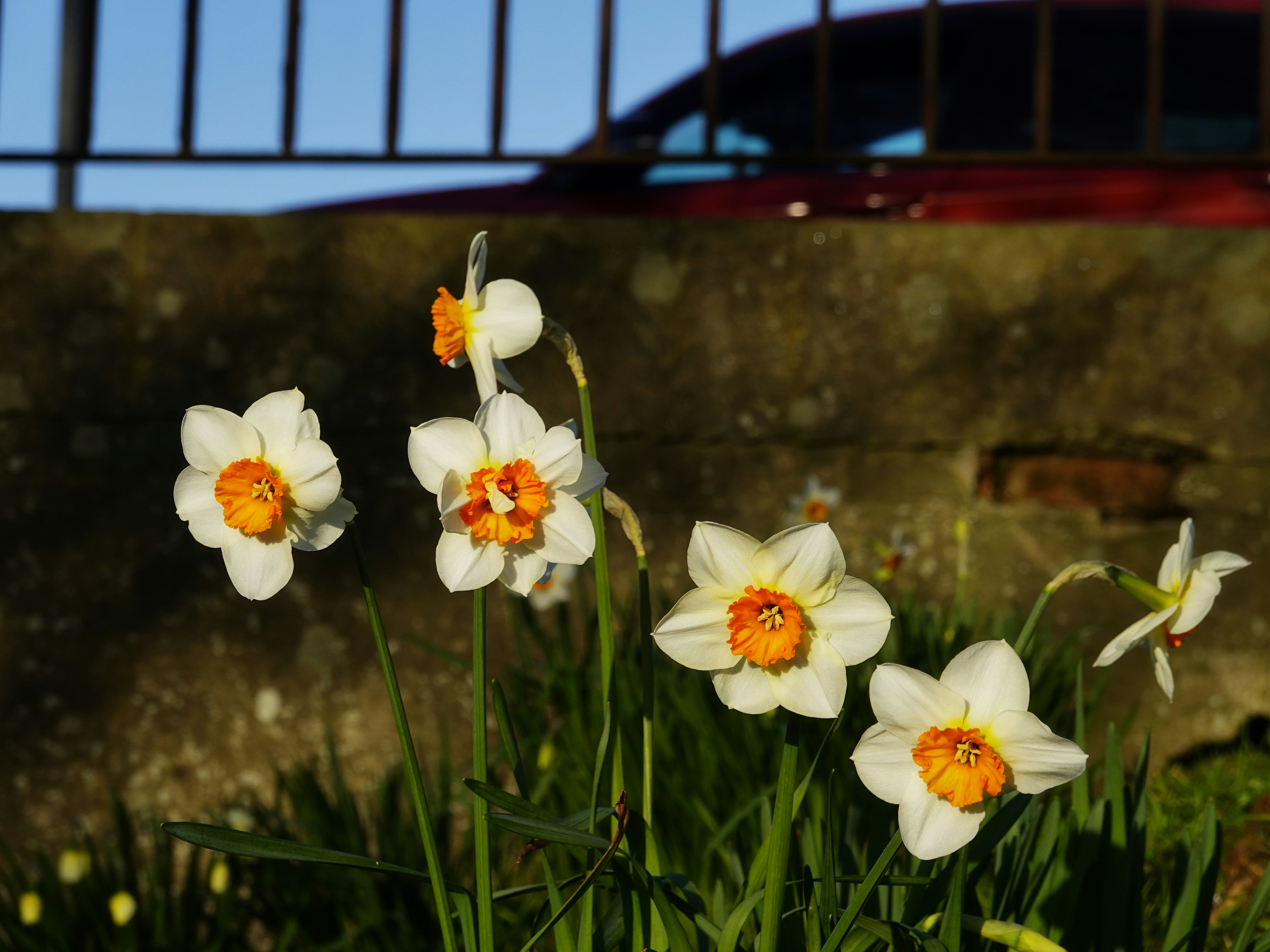 White daffodils bloom against a weathered wall under a fence