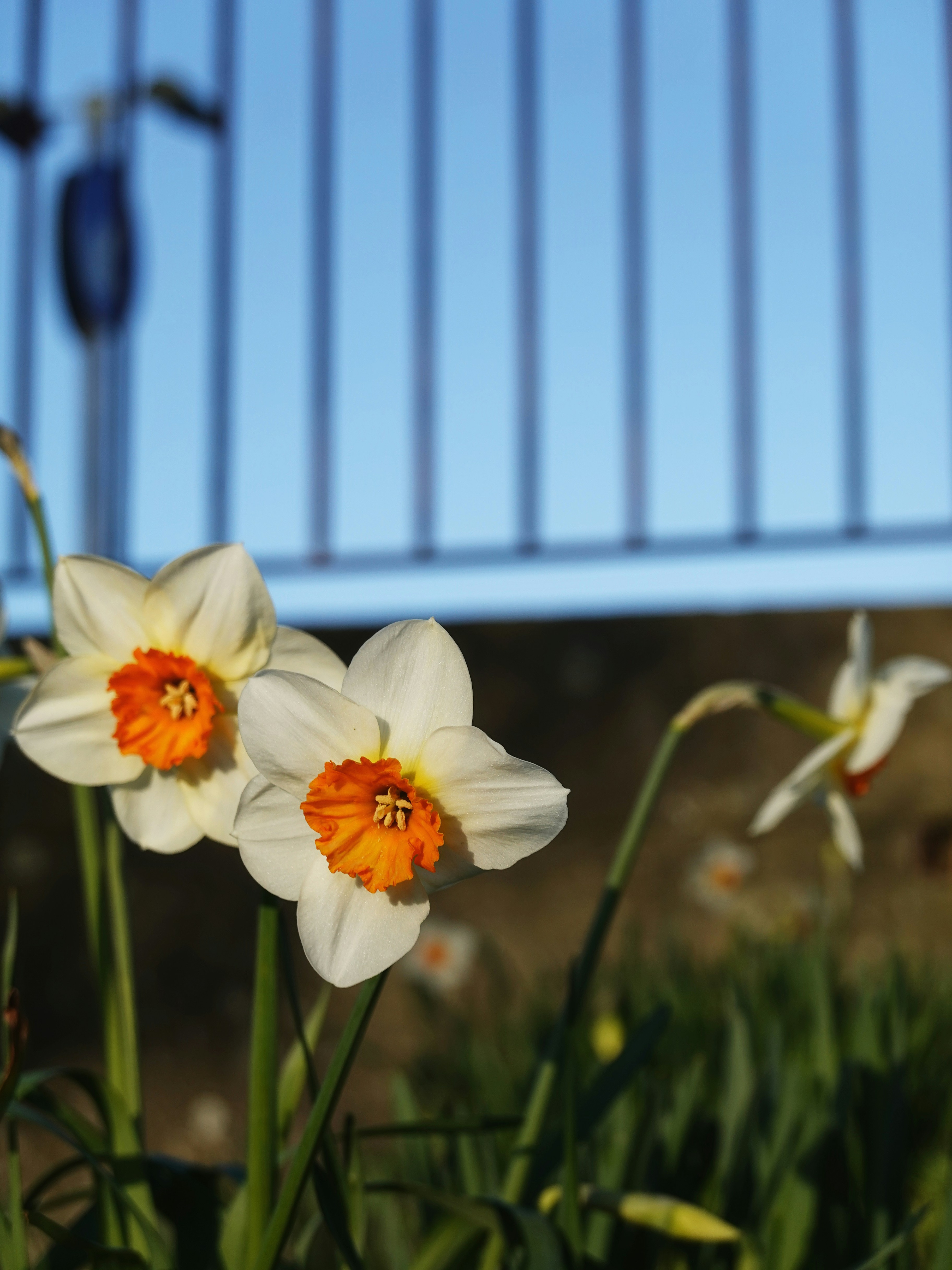 Orange-centered Narcissus Bloom Against a Blue-Railed Backdrop