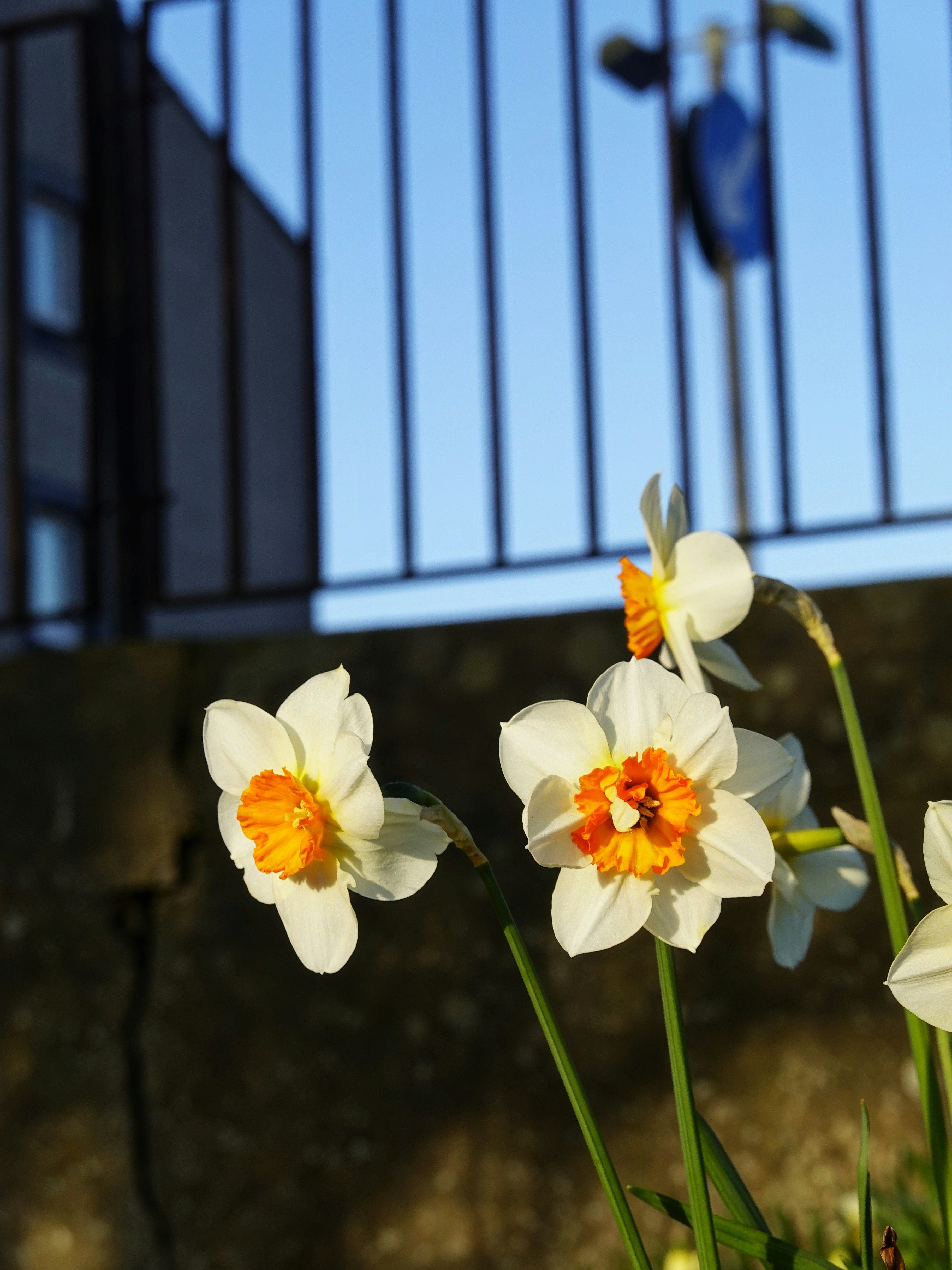 Sunlit Narcissus Against a City Fence