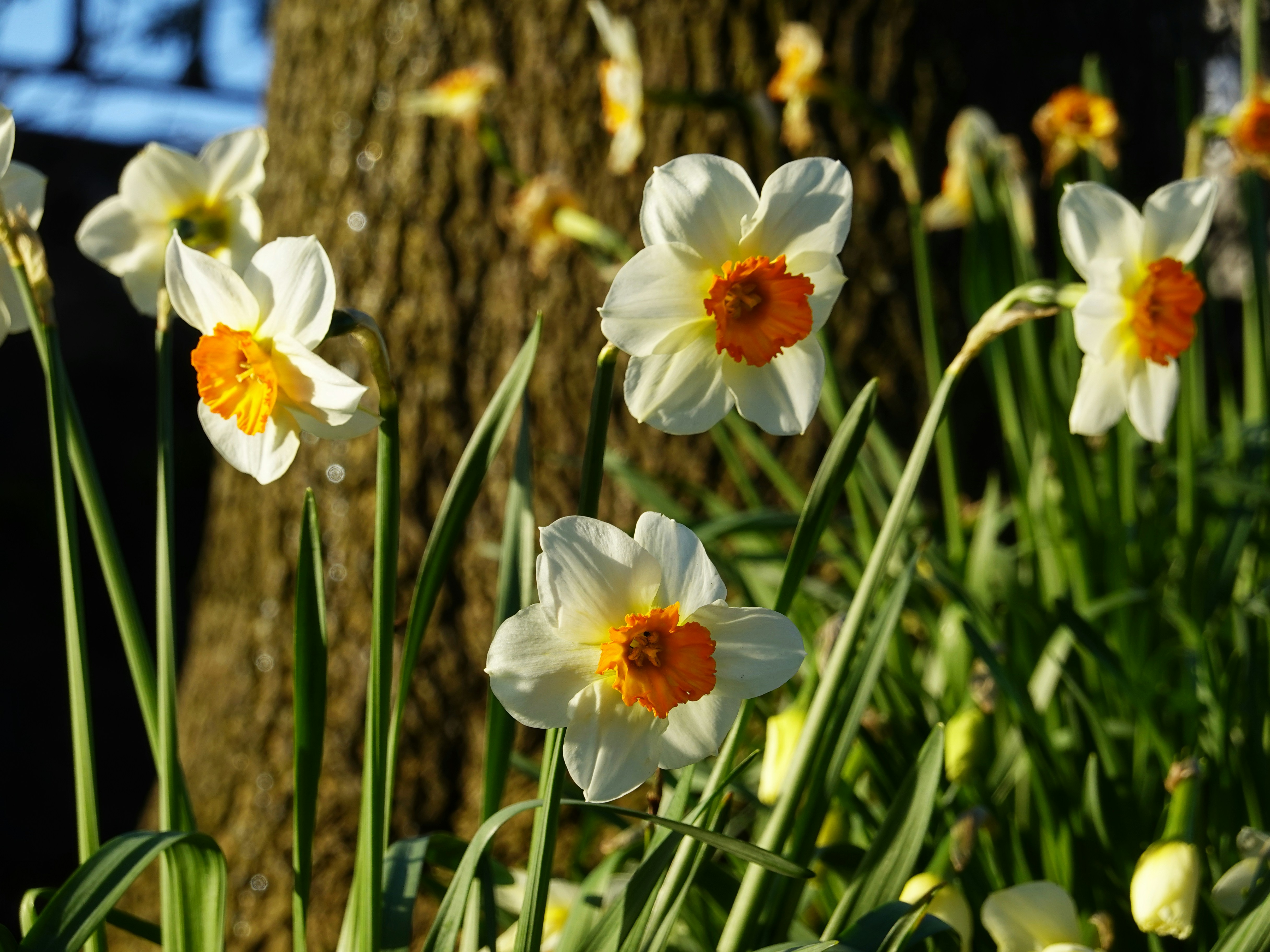 White daffodils with orange centers sunlit against a tree trunk