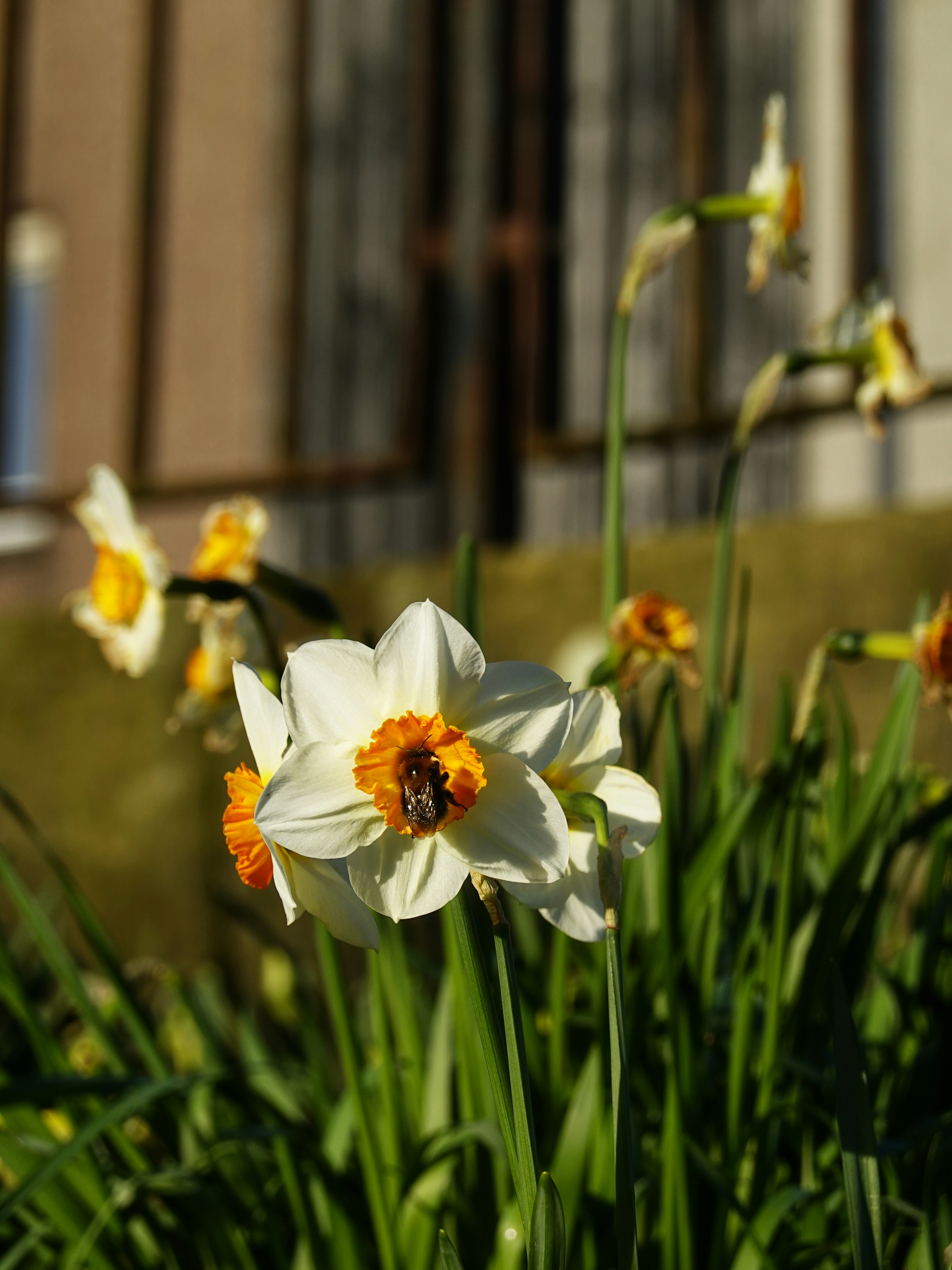 White daffodil with orange-trumpet center shines in a sunlit garden