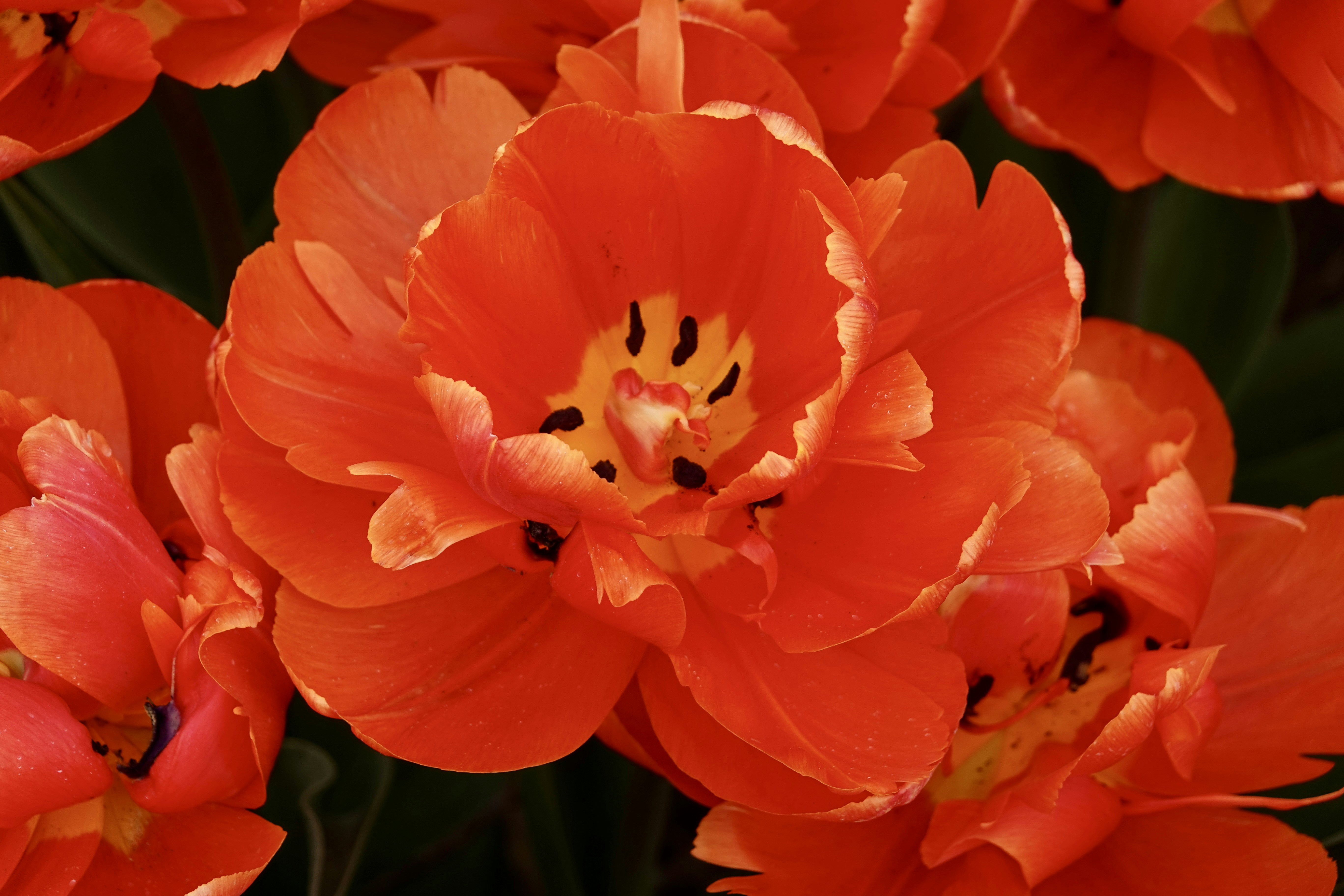 Scarlet Tulip Bloom: Fractured Petal Symphony