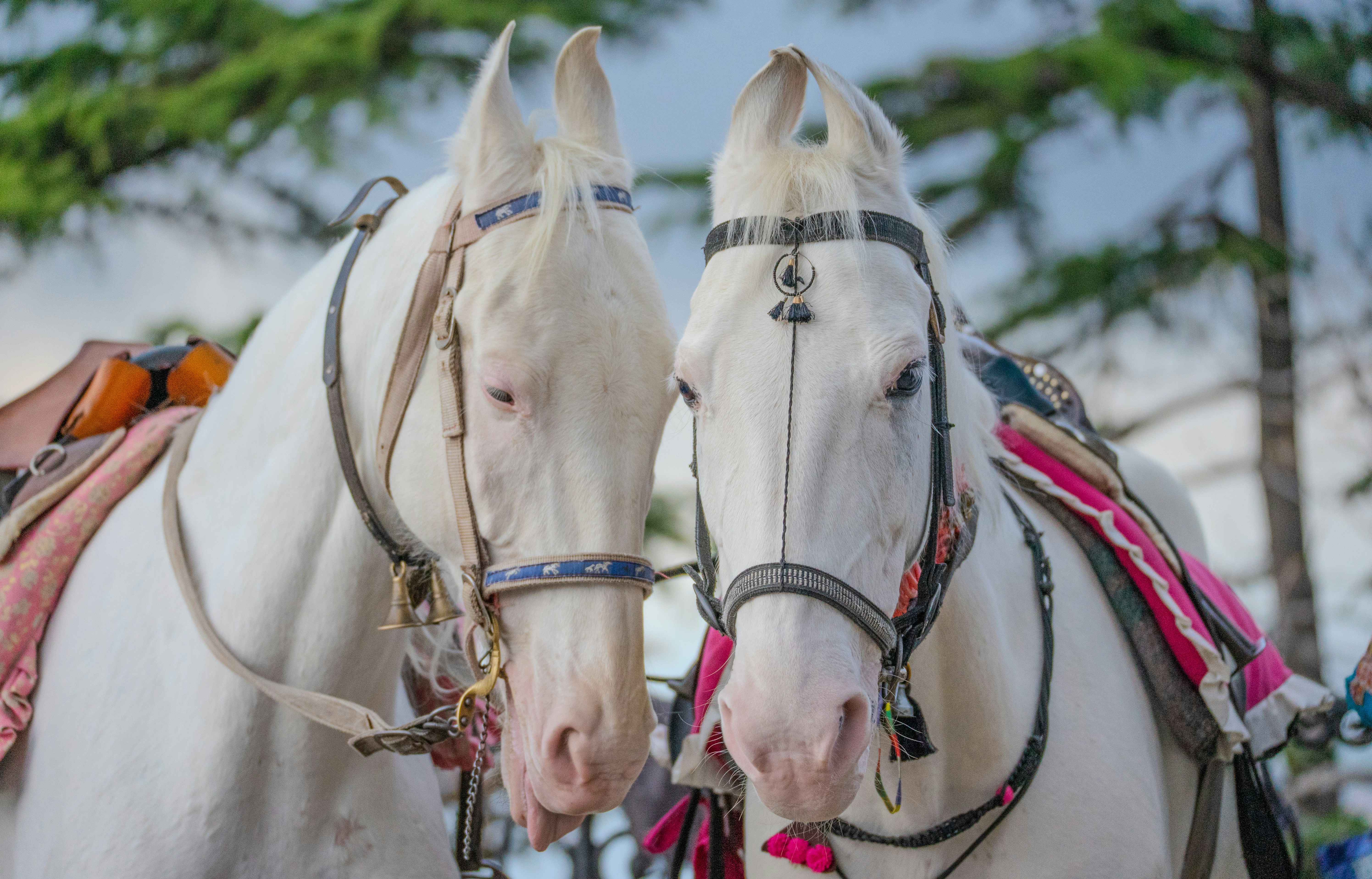 Two White Horses in Close Harmony