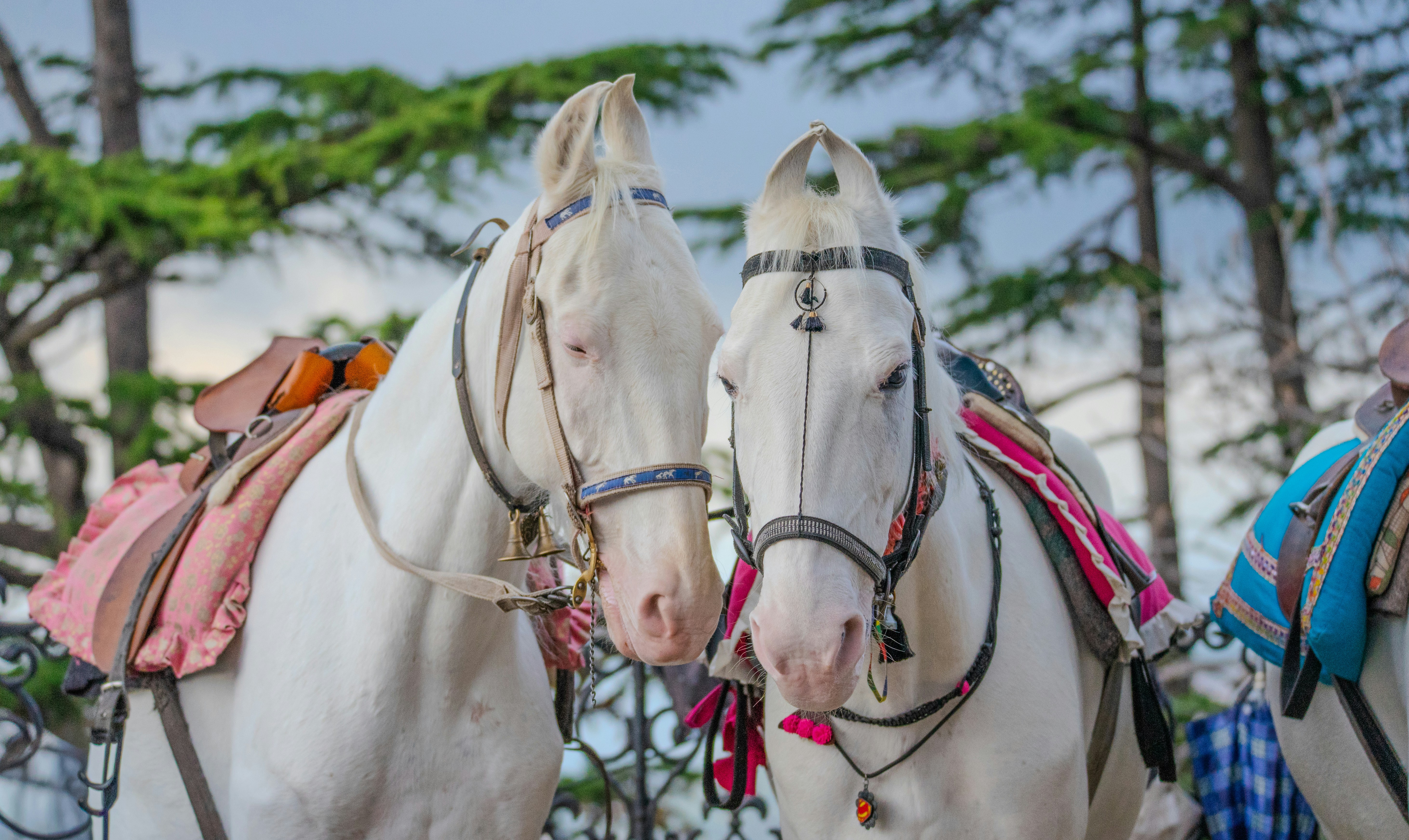 Two White Horses with Colorful Saddles in a Park