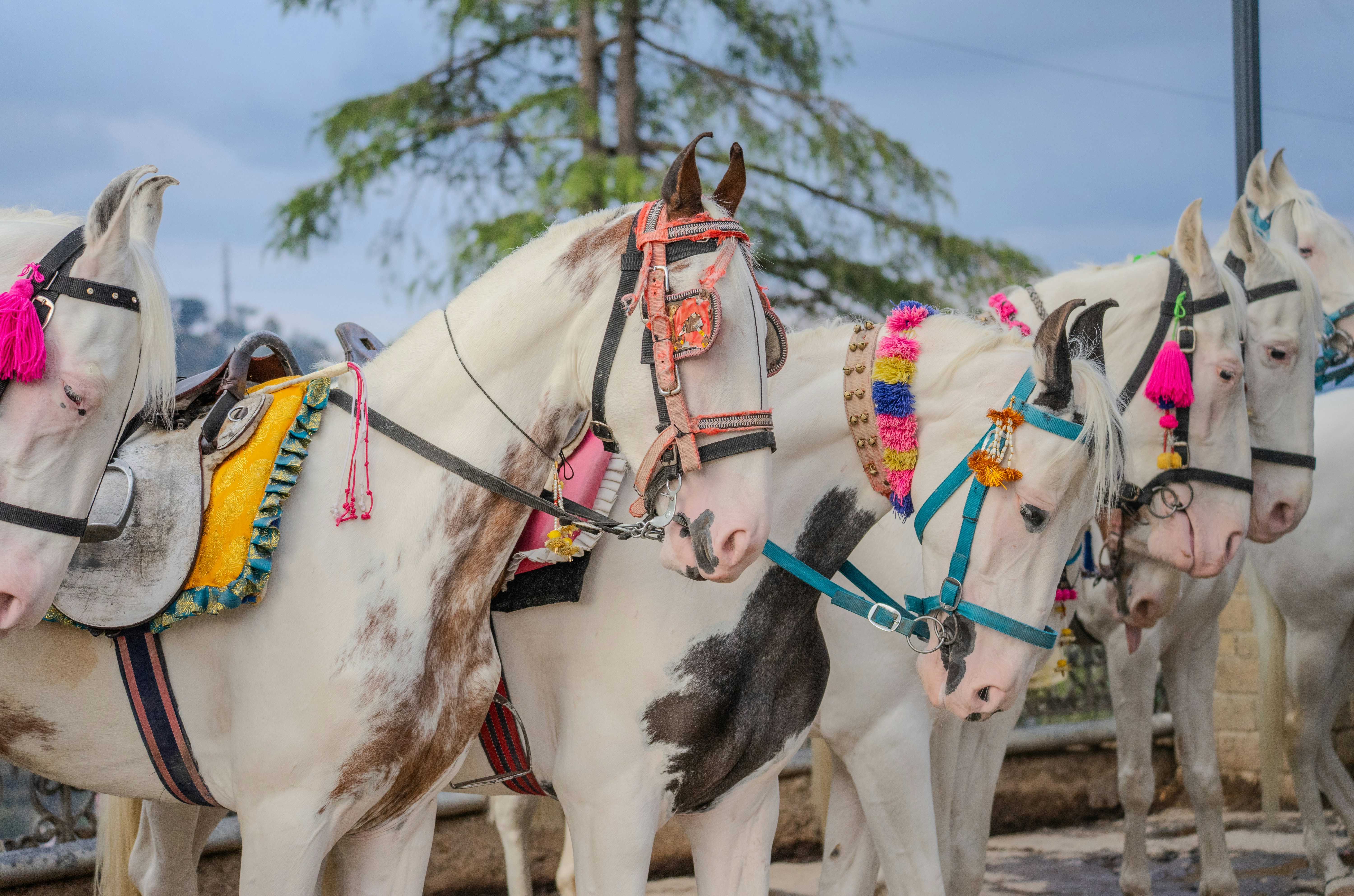 Colorful bridled parade: horses with decorative tack in a row