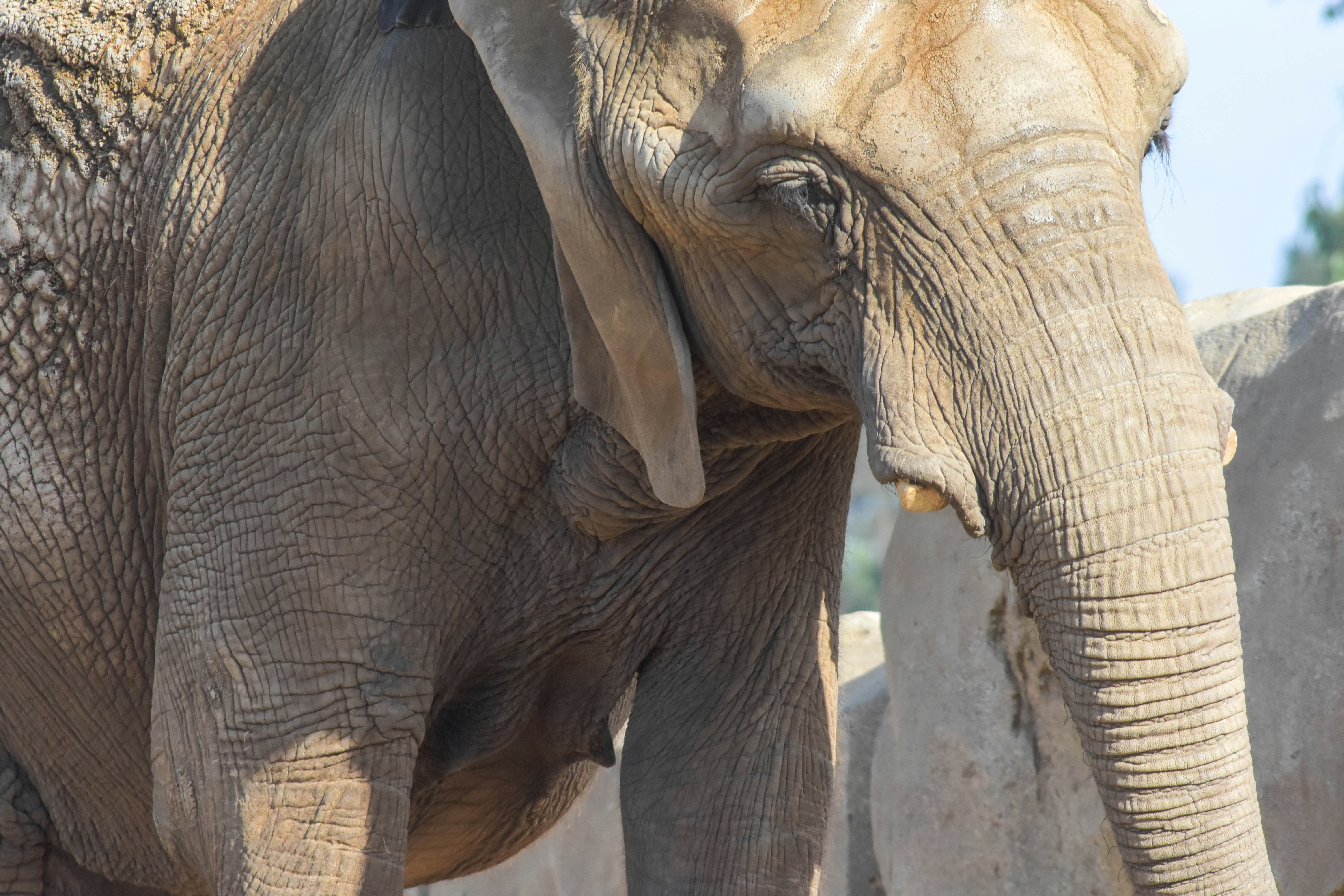 Elephant Perspective: Close-Up of Wrinkled Trunk and Ear Detail