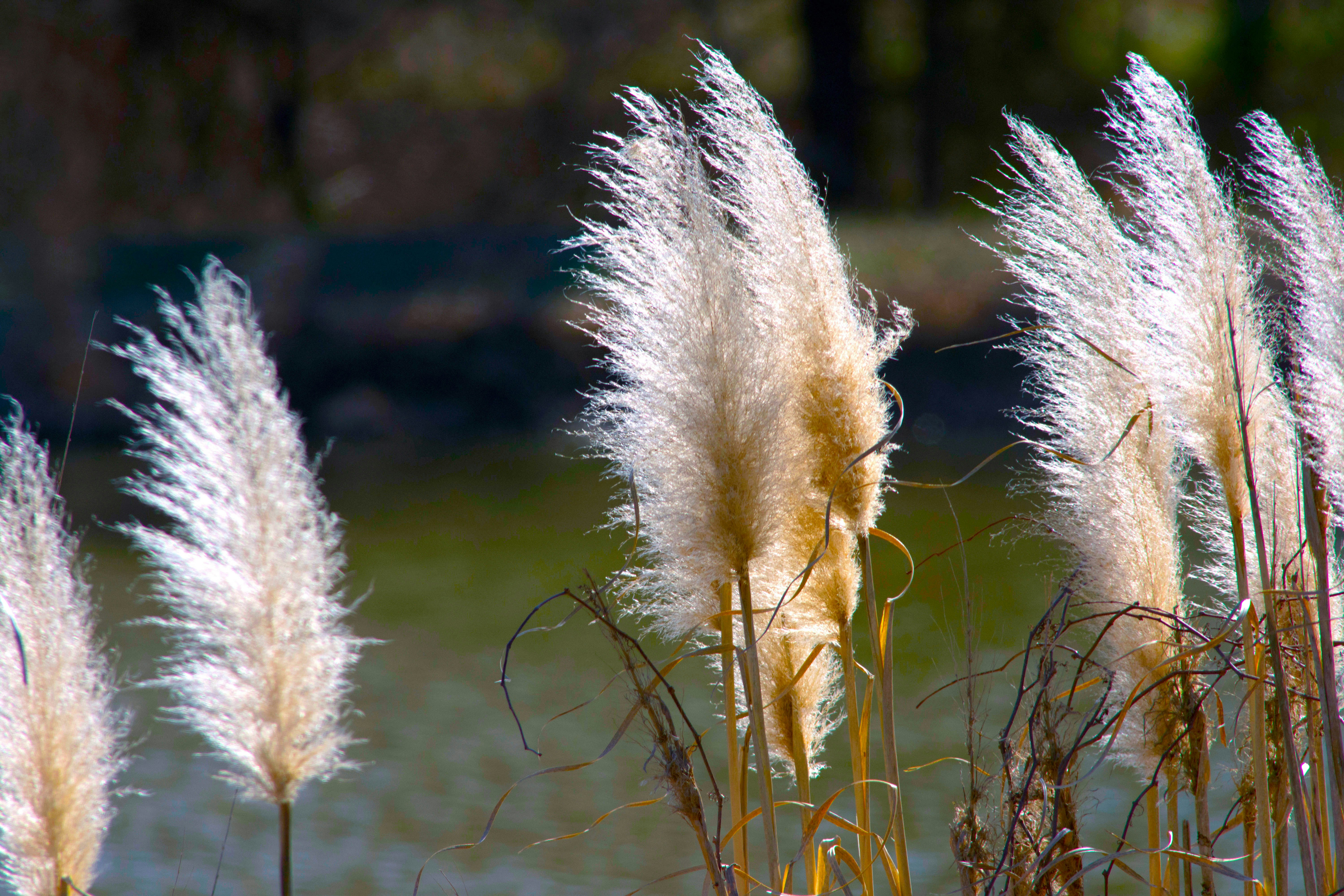 Golden Reeds at the Edge of the Water