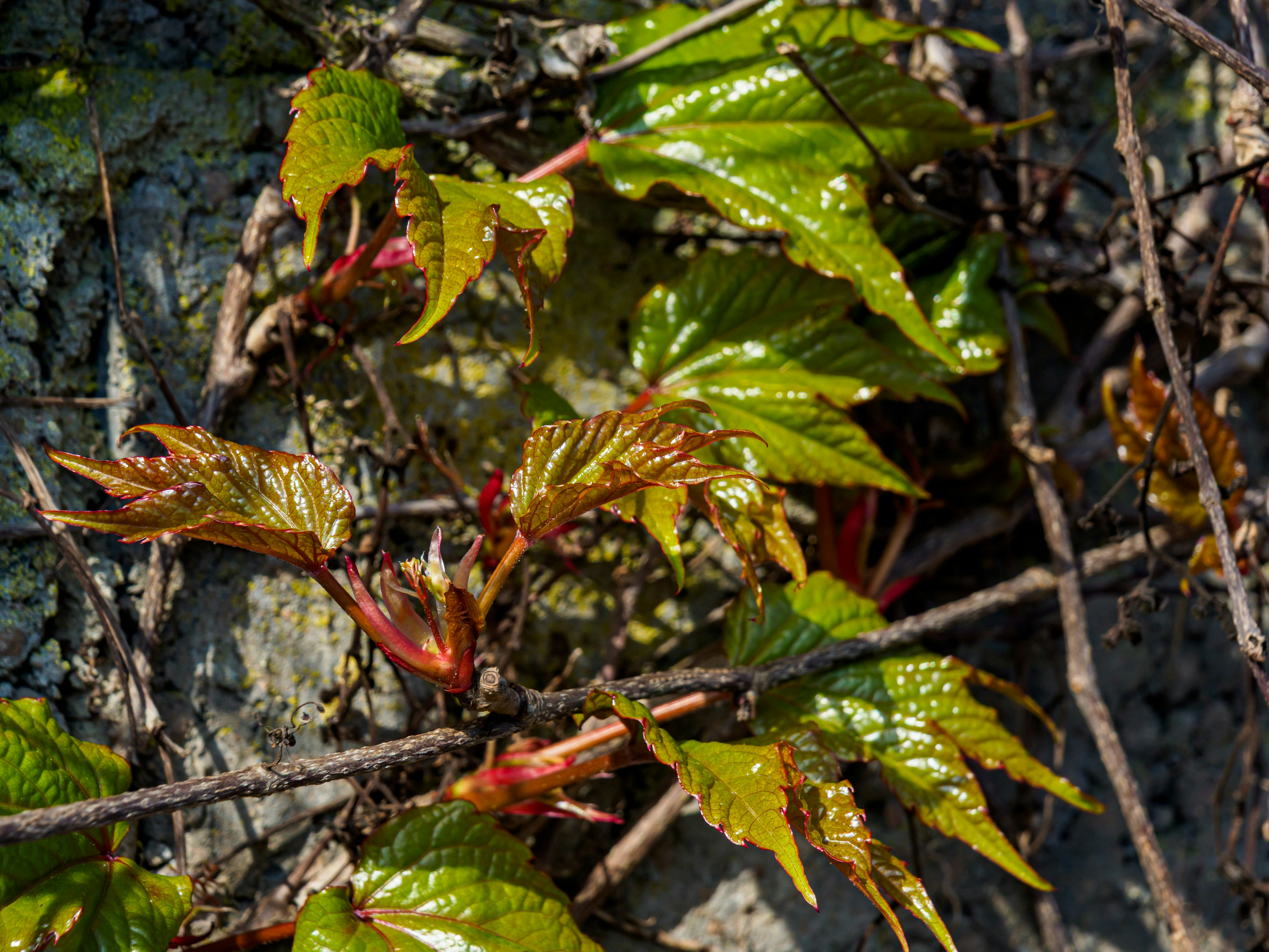 Emerald Leaves on a Weathered Vinescape