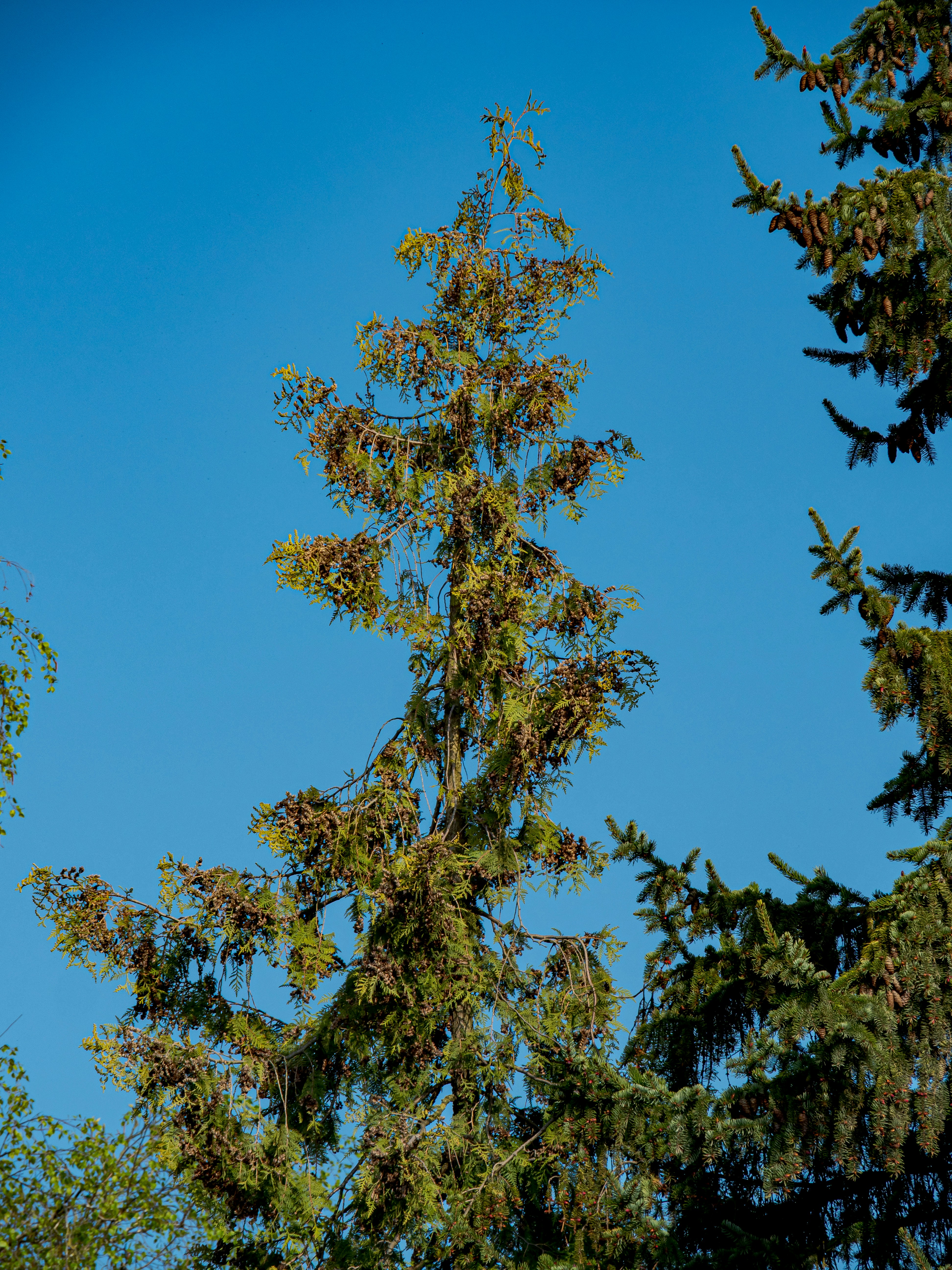 Tall Pine Sentinel Against a Clear Noon Sky