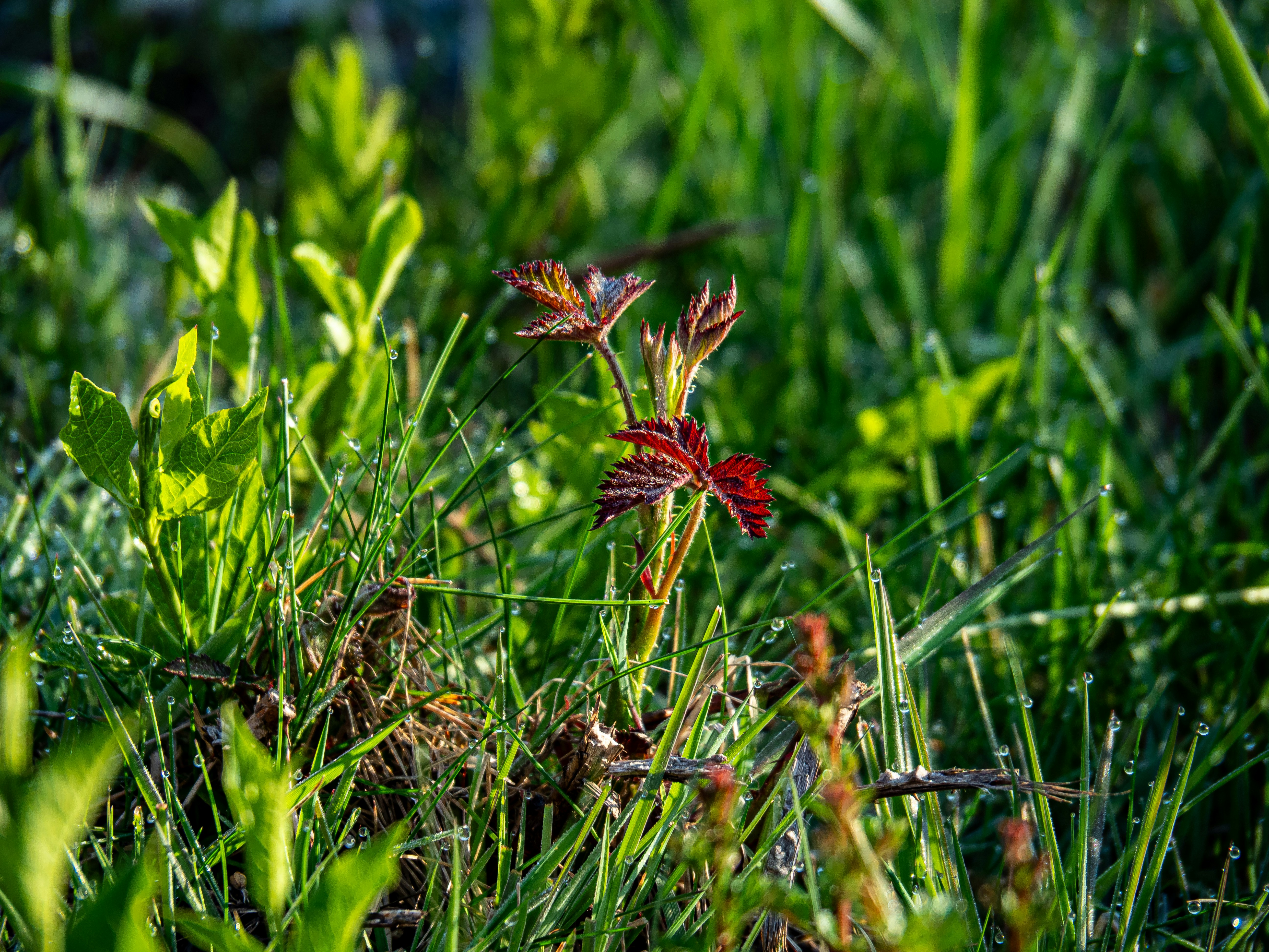Emerald Stalks: a close-up of sunlit leaves and dewdrops in a wild meadow