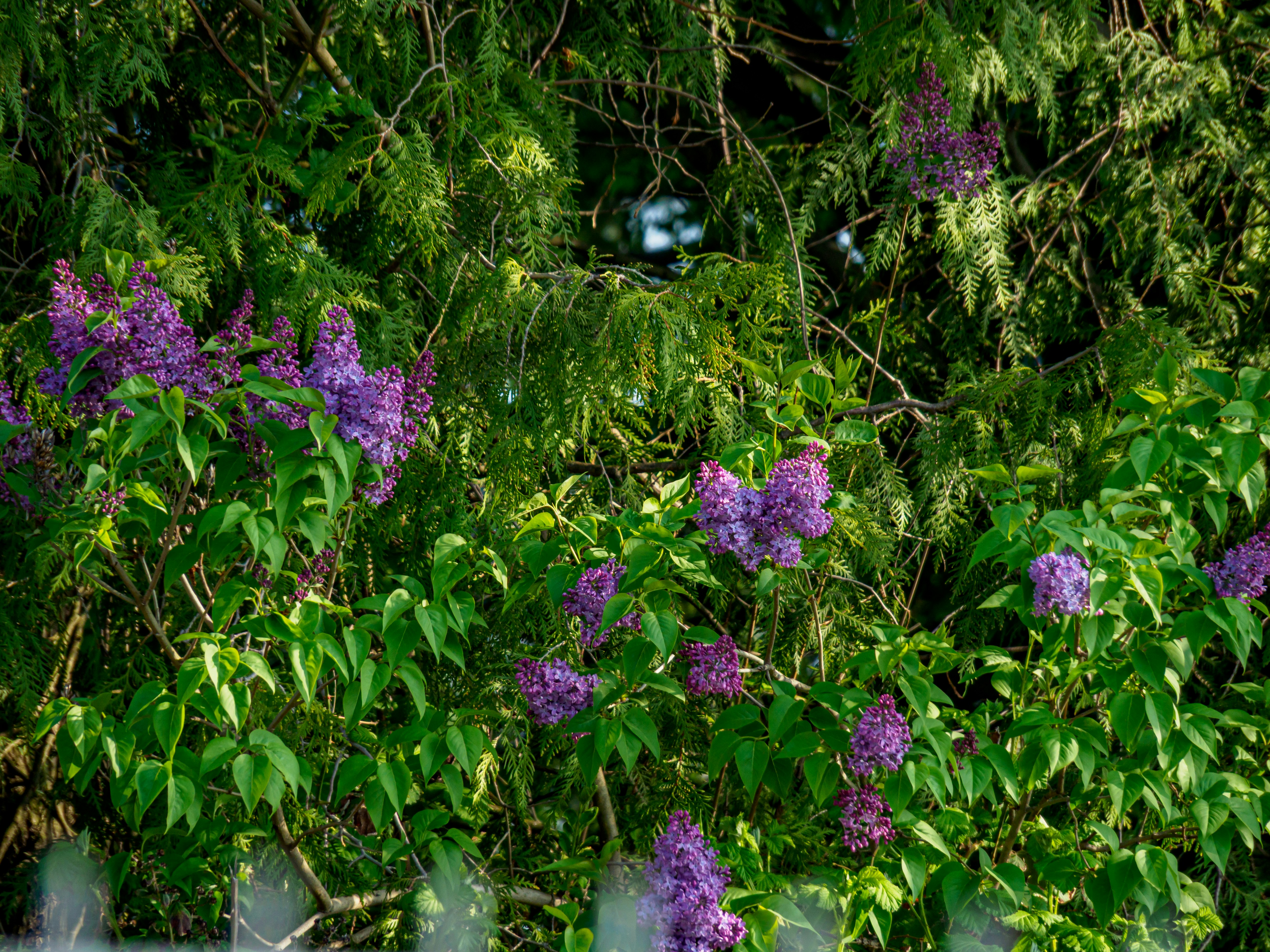 Lilac Bloom Amid a Sea of Green