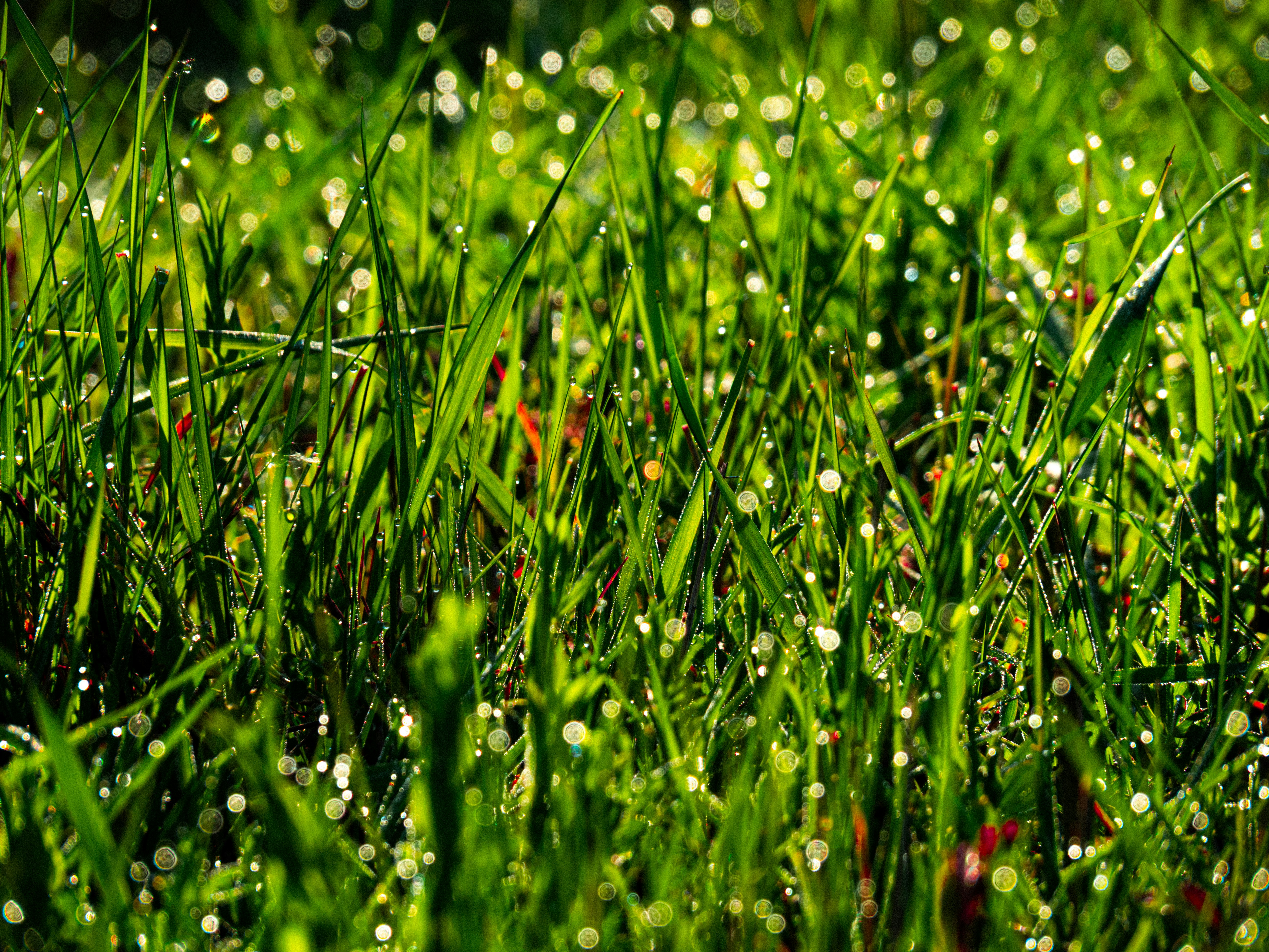 Dew-Kissed Grass Blades Under Morning Light