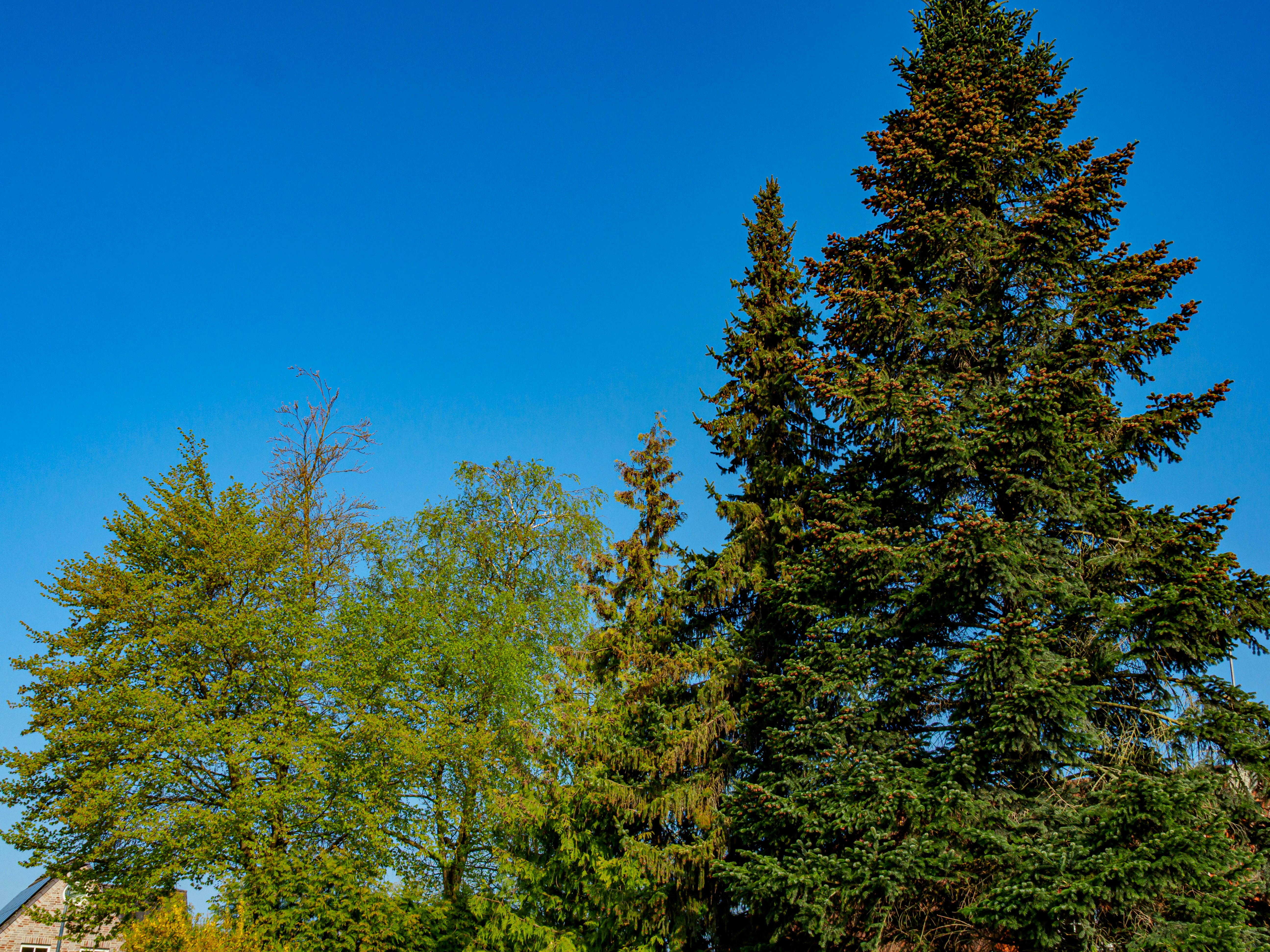 Sunlit Pines and Friendly Giants at Dusk-blue Sky