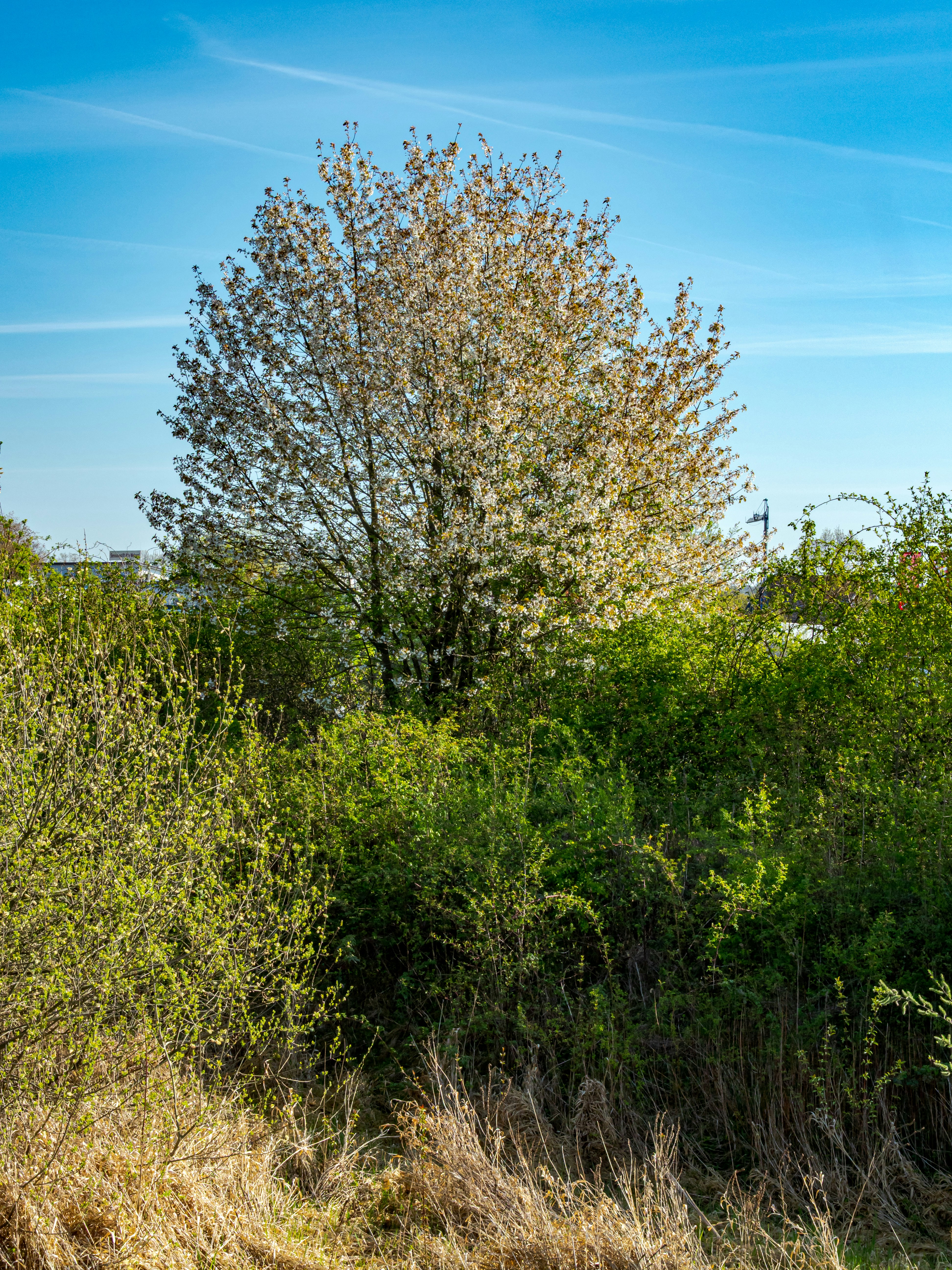 Blossoming Sentinel: A Sunlit Tree in Spring Field