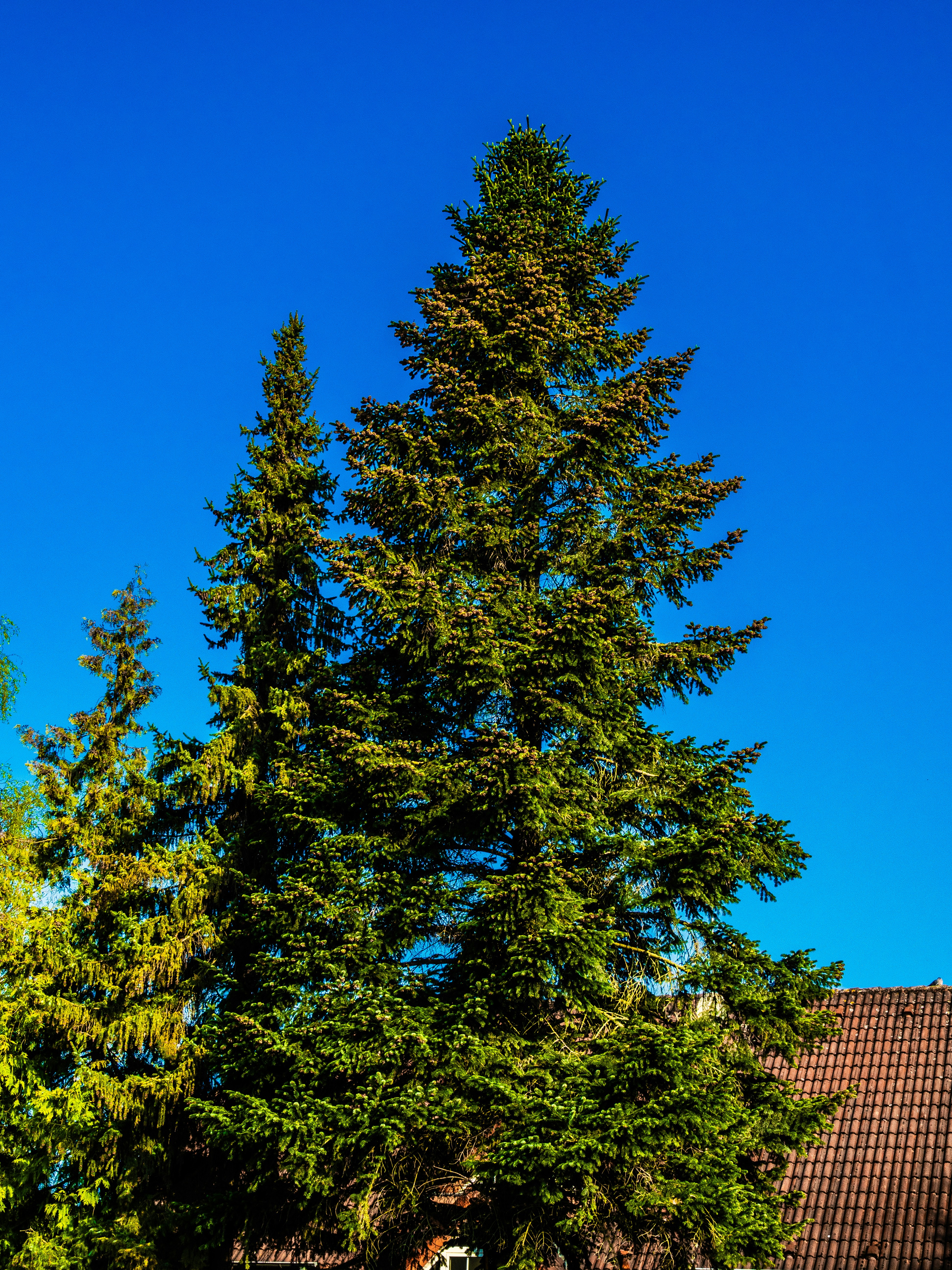 Cypress Sentinel Under a Cerulean Sky