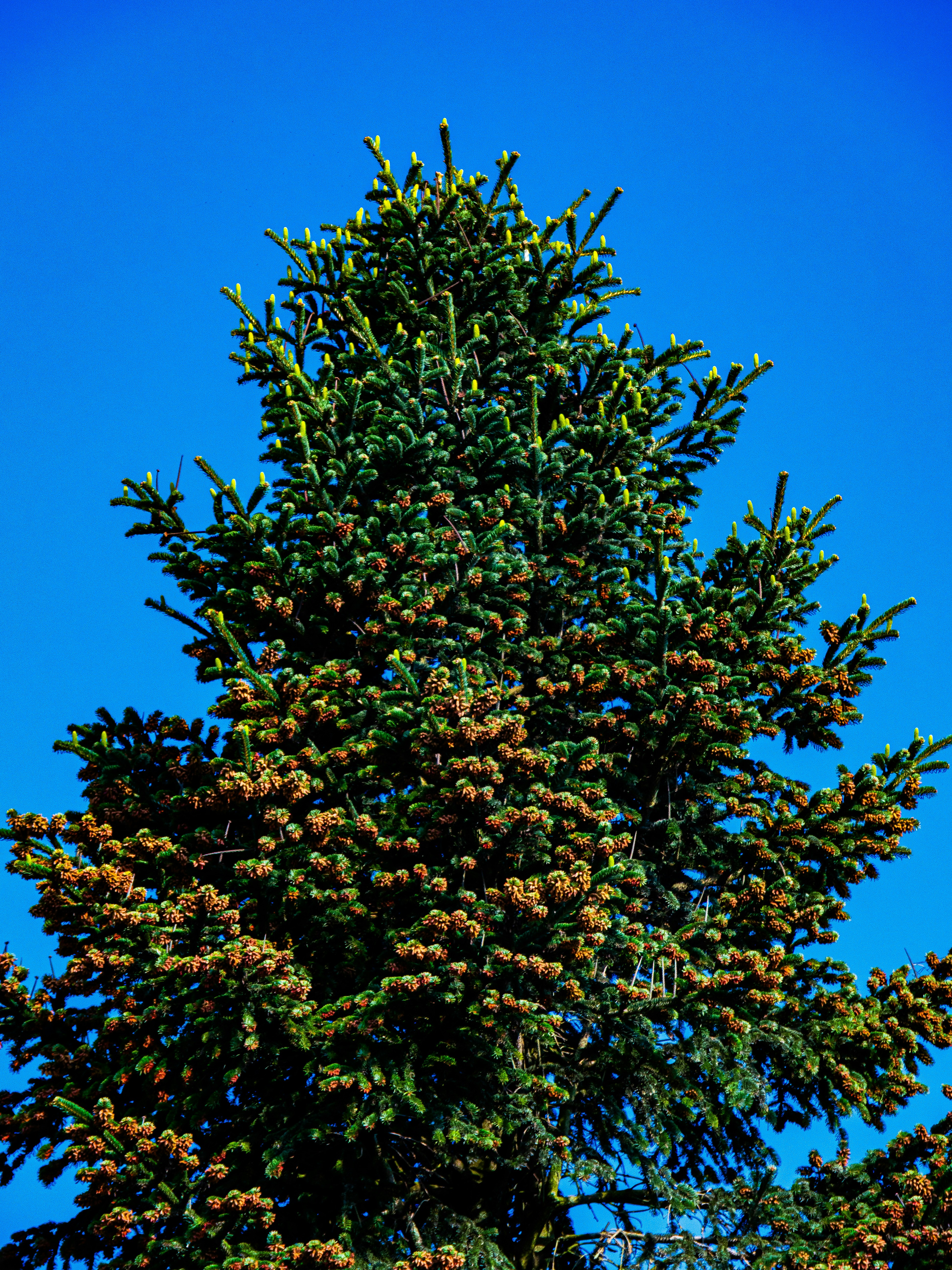 Evergreen Majesty: A Tall Pine Reaching Toward a Crystal Sky