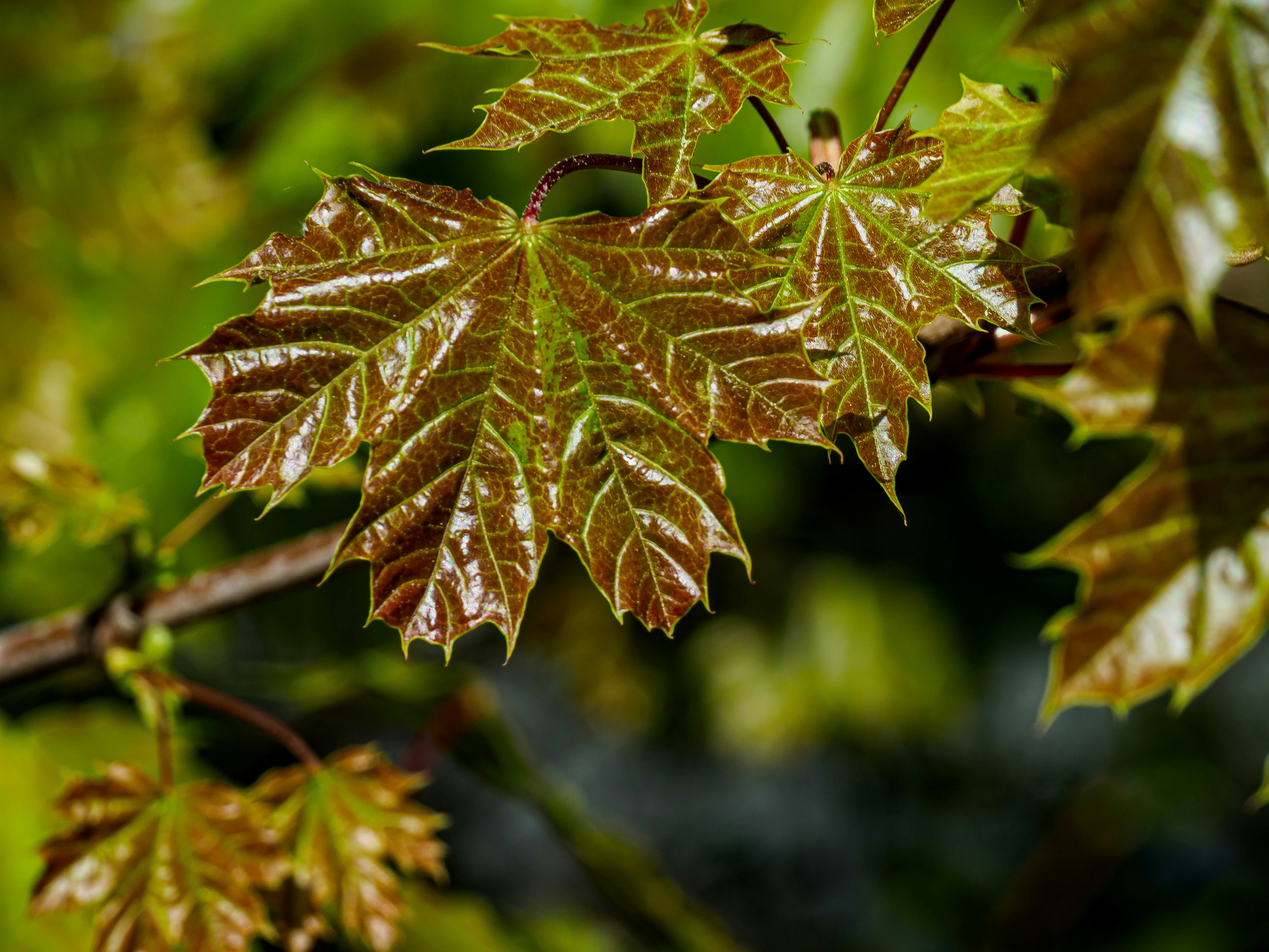 Autumn Maple in Focus: Veins of Color on a Quiet Branch